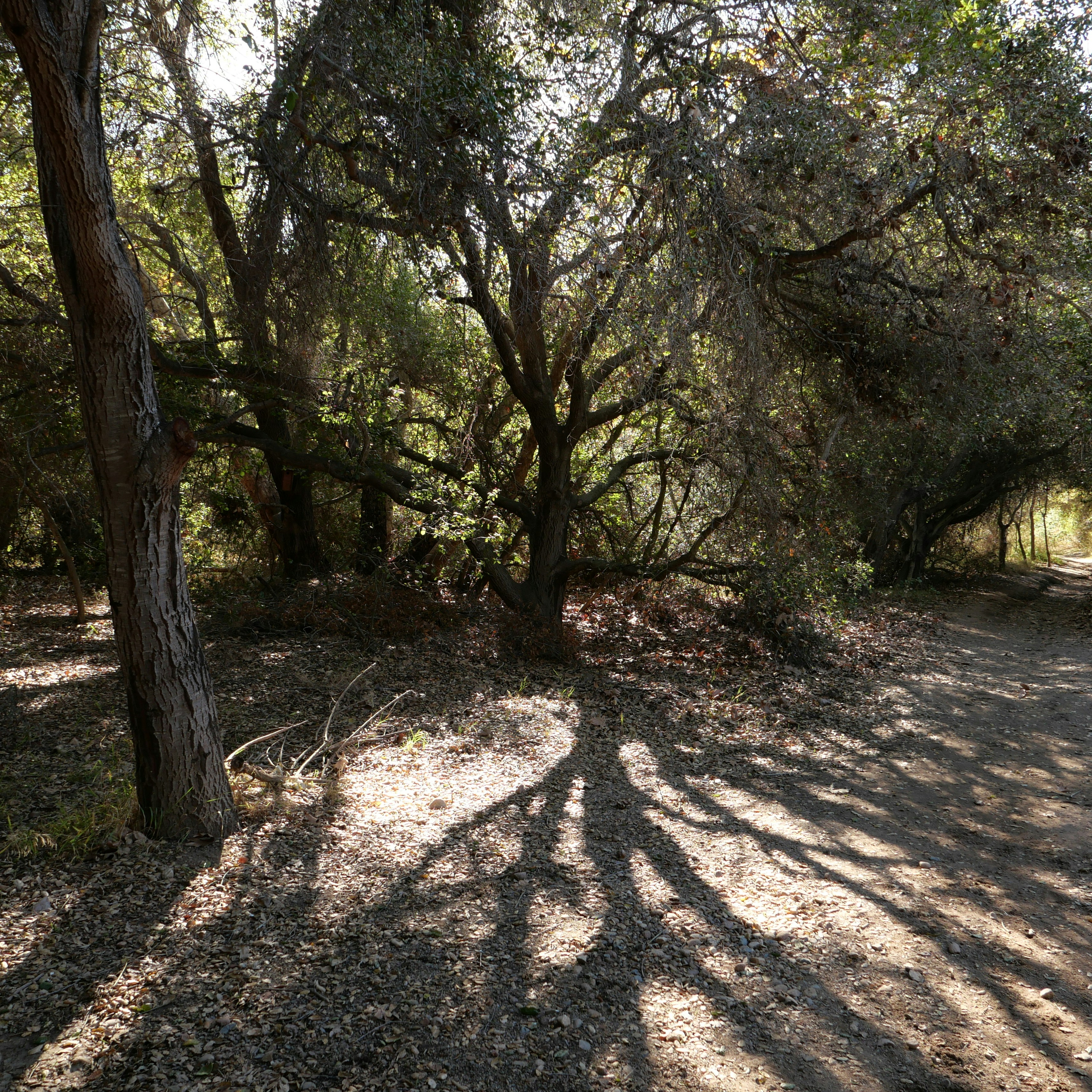A dirt road with trees on either side of it photo – Free Shadows Image ...