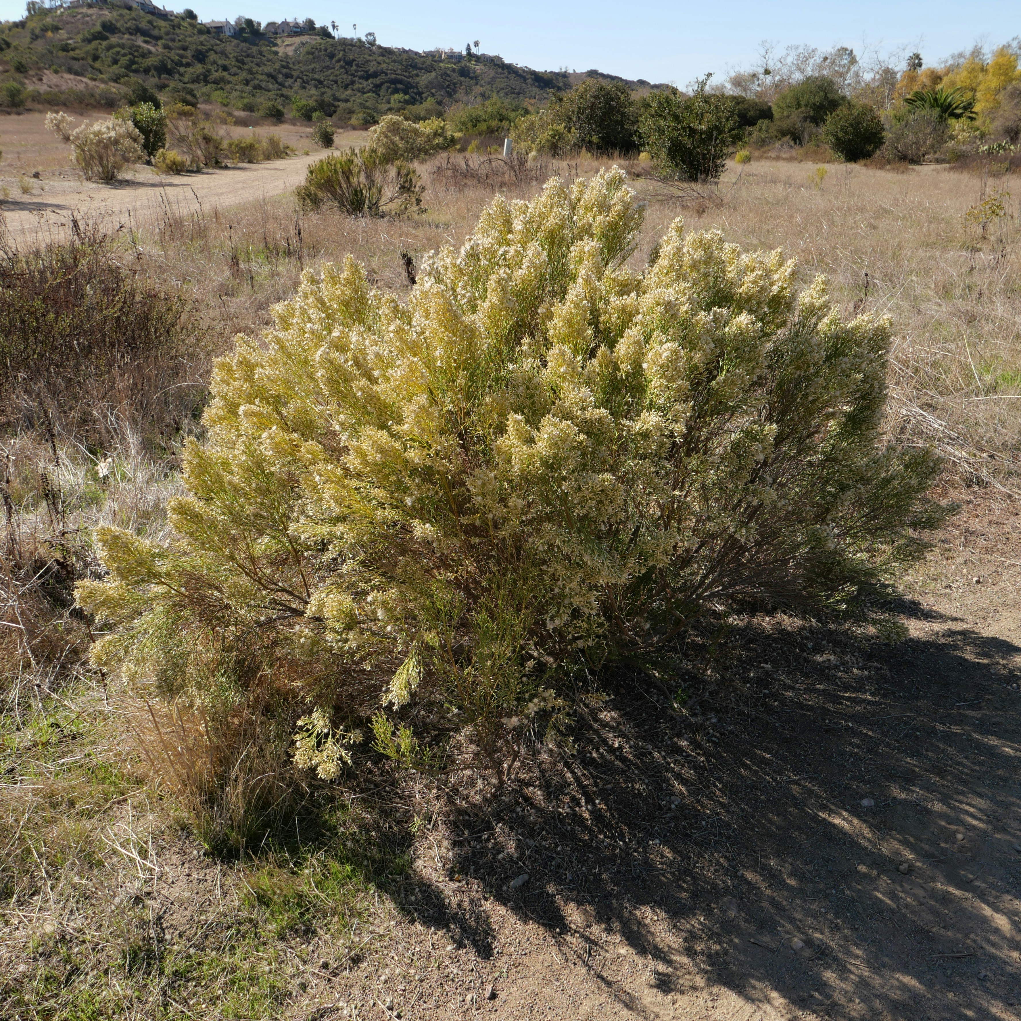 Sun-Softened Sagebrush Framed by a Distant Desert Ridge