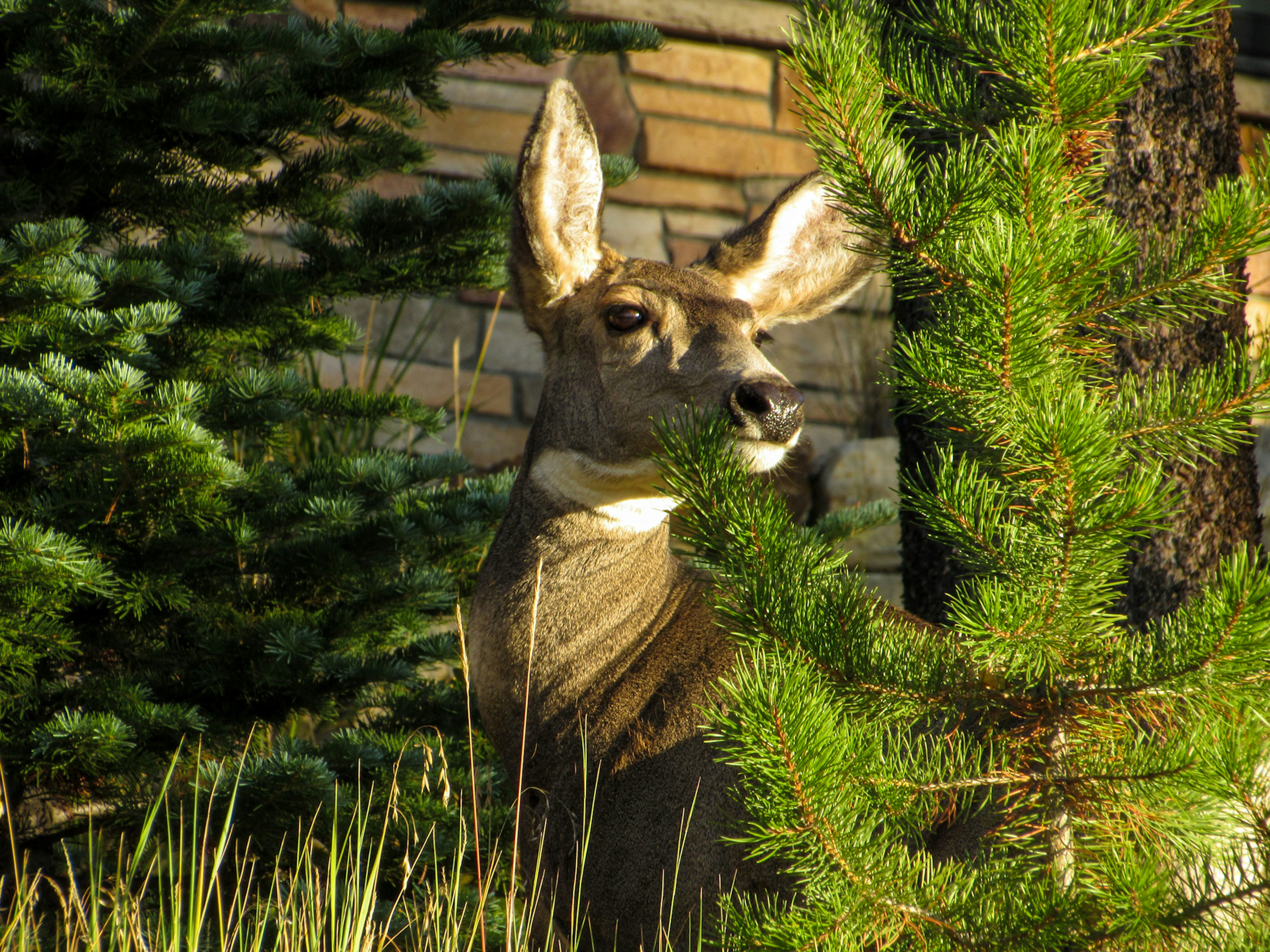 Deer Quietly Peeks Through Pine Fronds