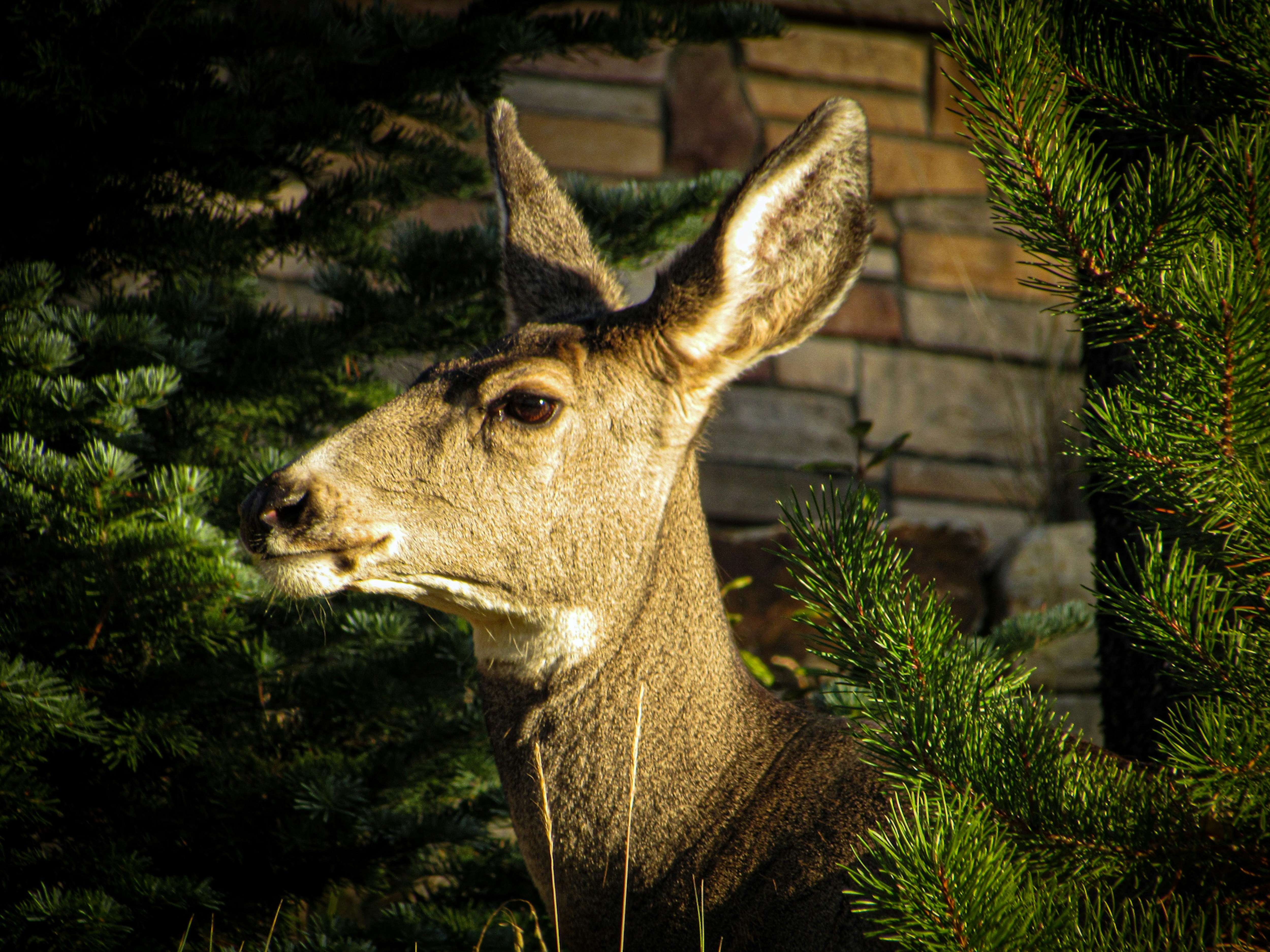Lone deer framed by evergreens beside a rustic stone wall