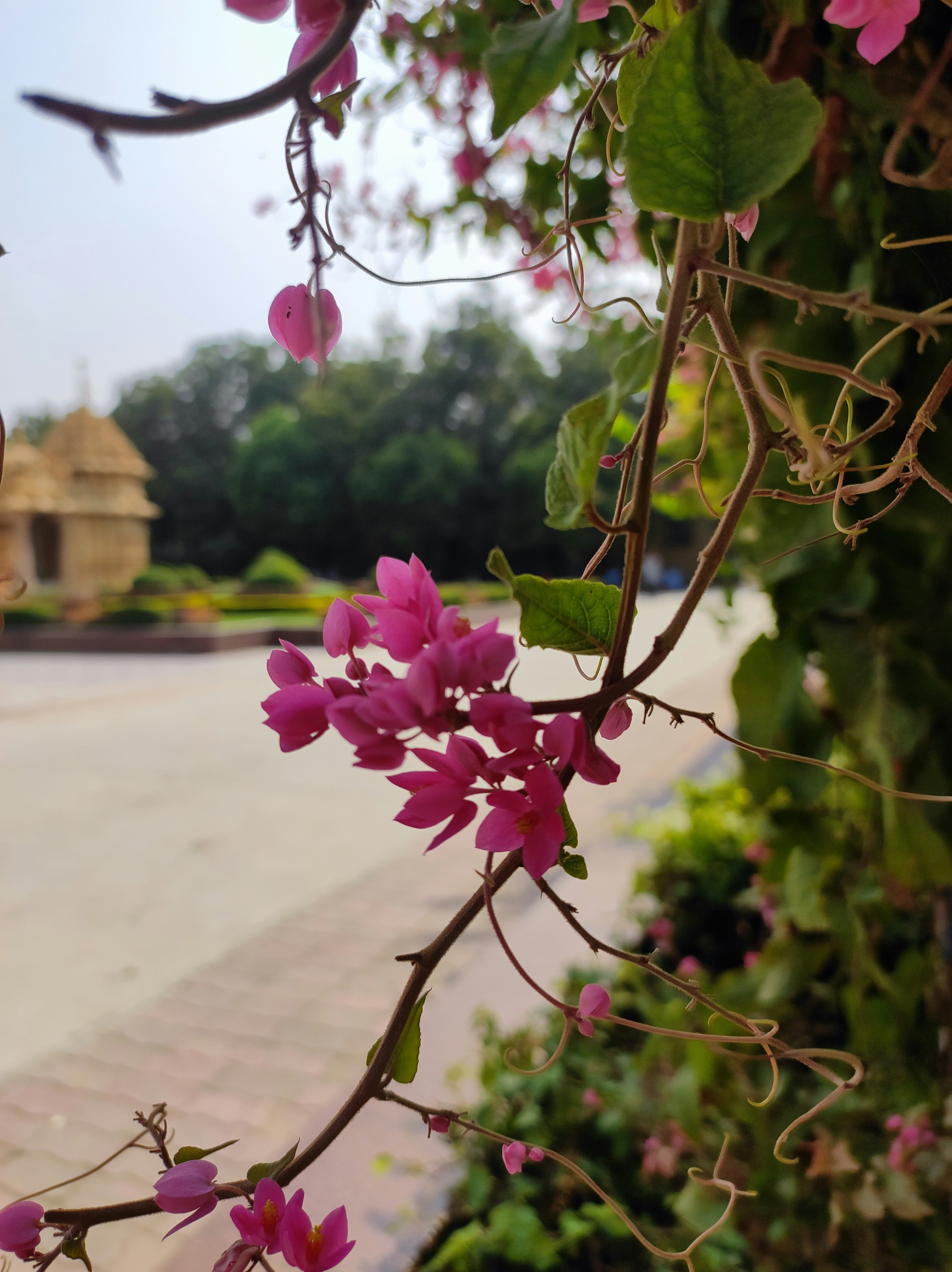 Bougainvillea Framing a Quiet Temple Courtyard