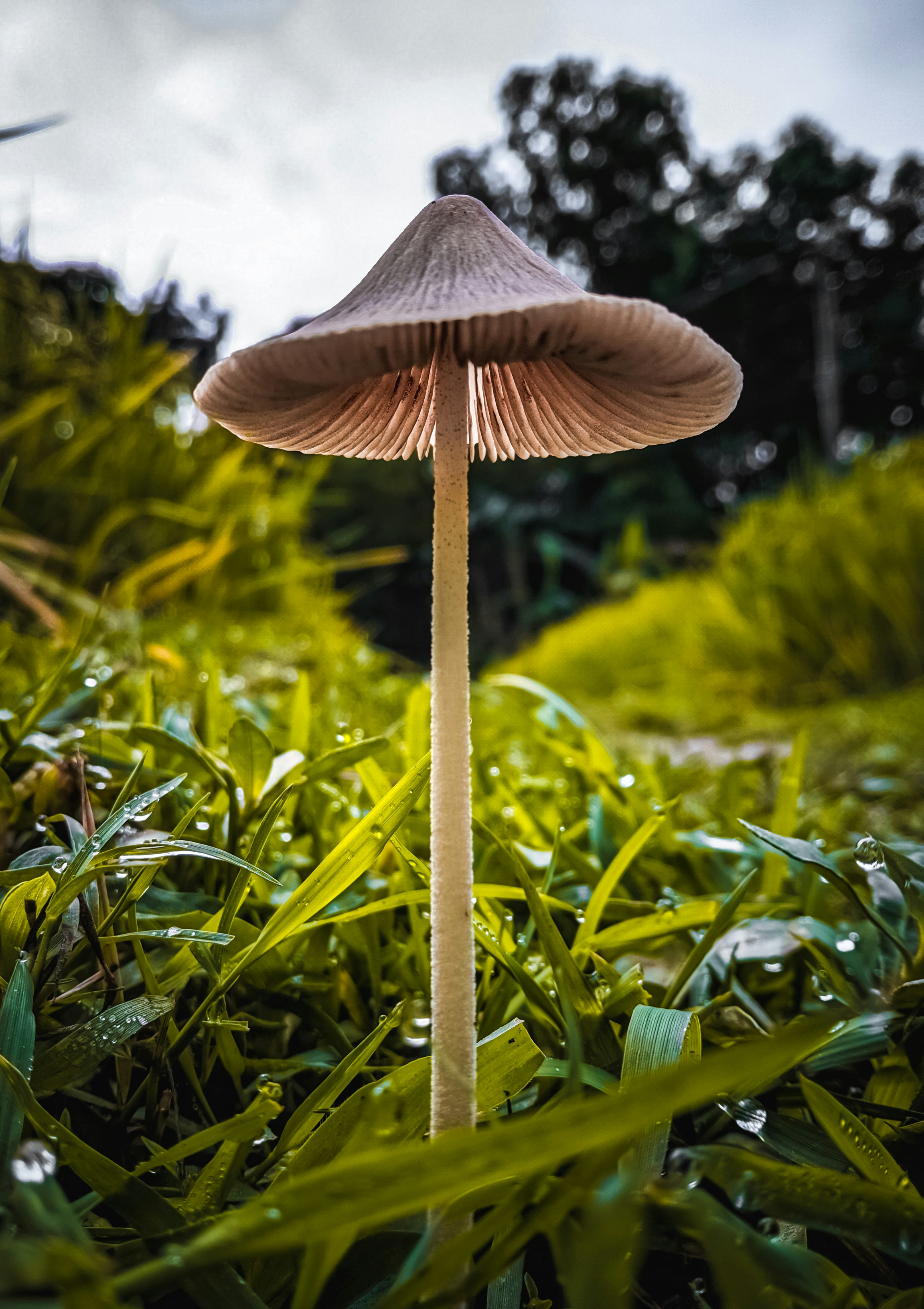 Mushroom Sentinel: Delicate Cap Rising Through Dewy Grass