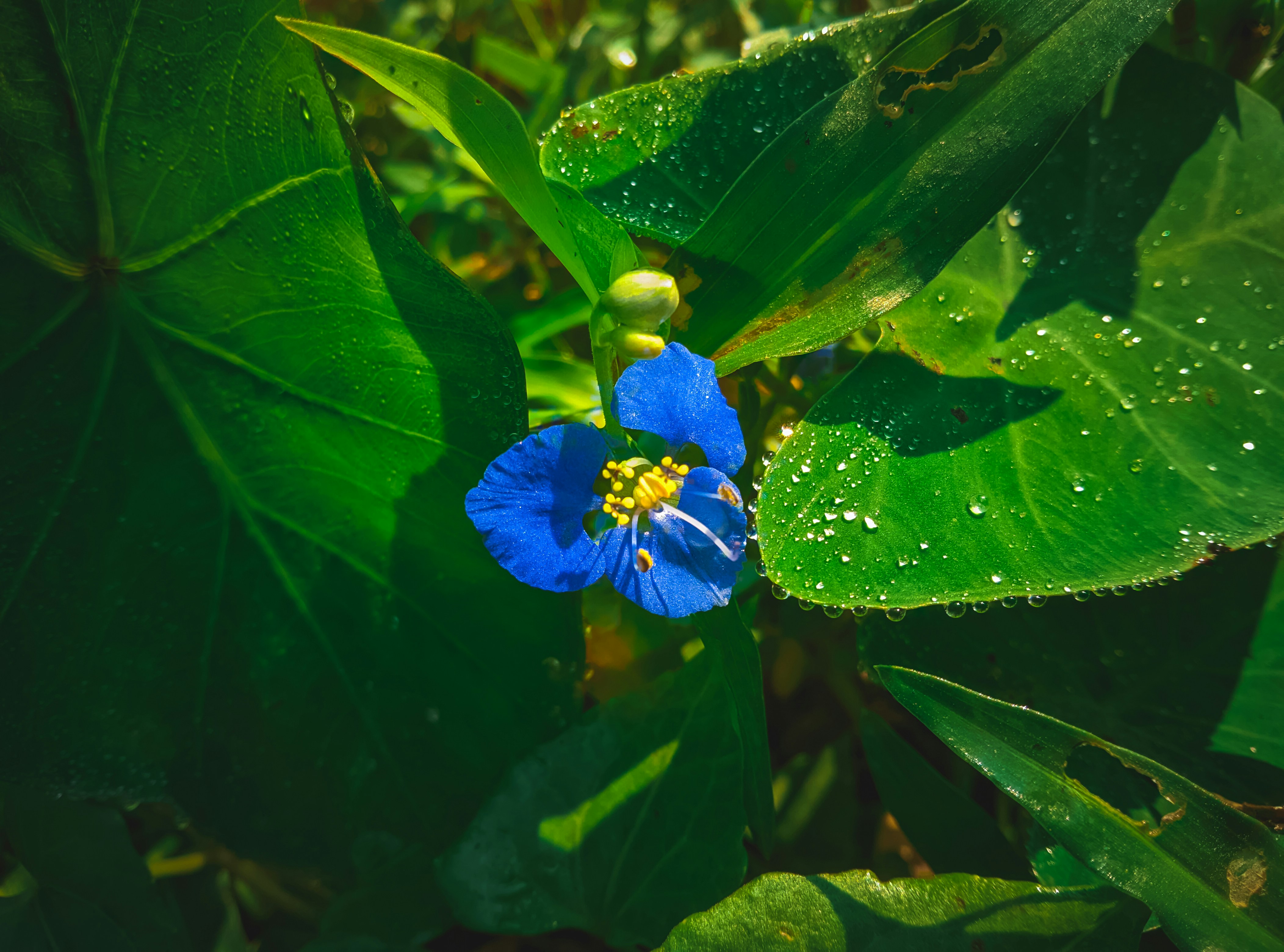 Azure Blossom Among Dew-Dusted Green: A Close-Up Study