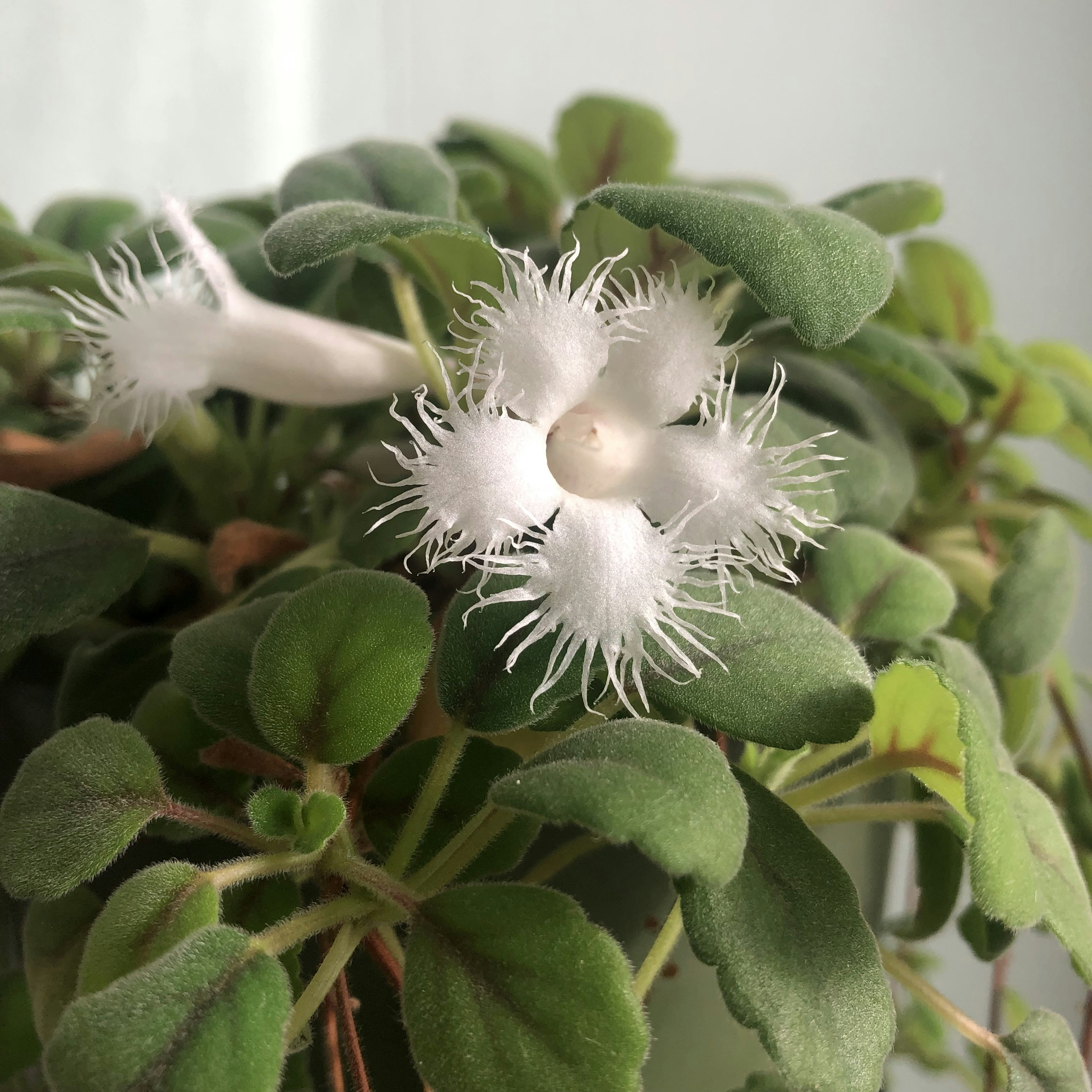 Whispering White Tufts Nestled in Velvet Green Foliage