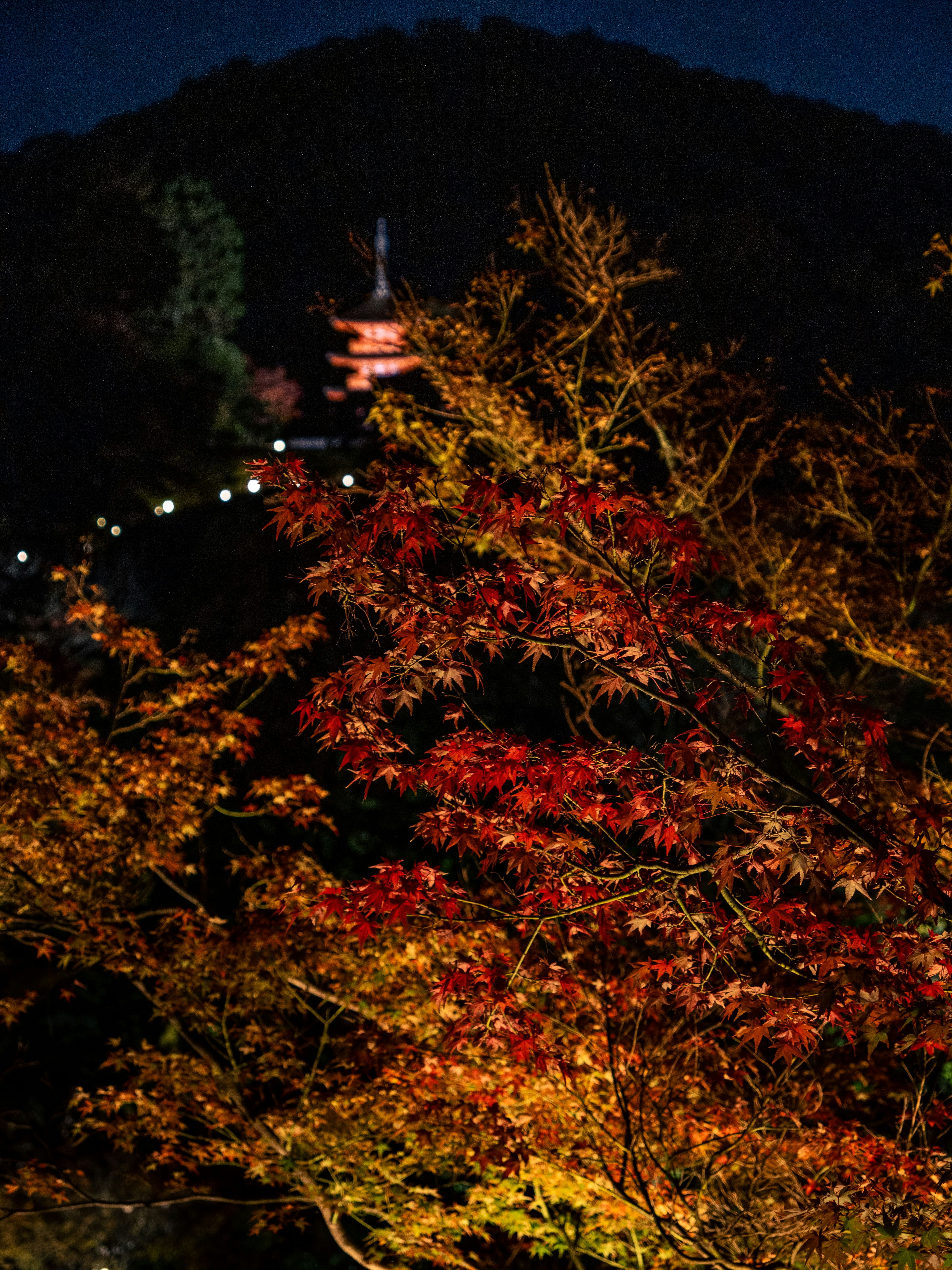 a garden with red leaves