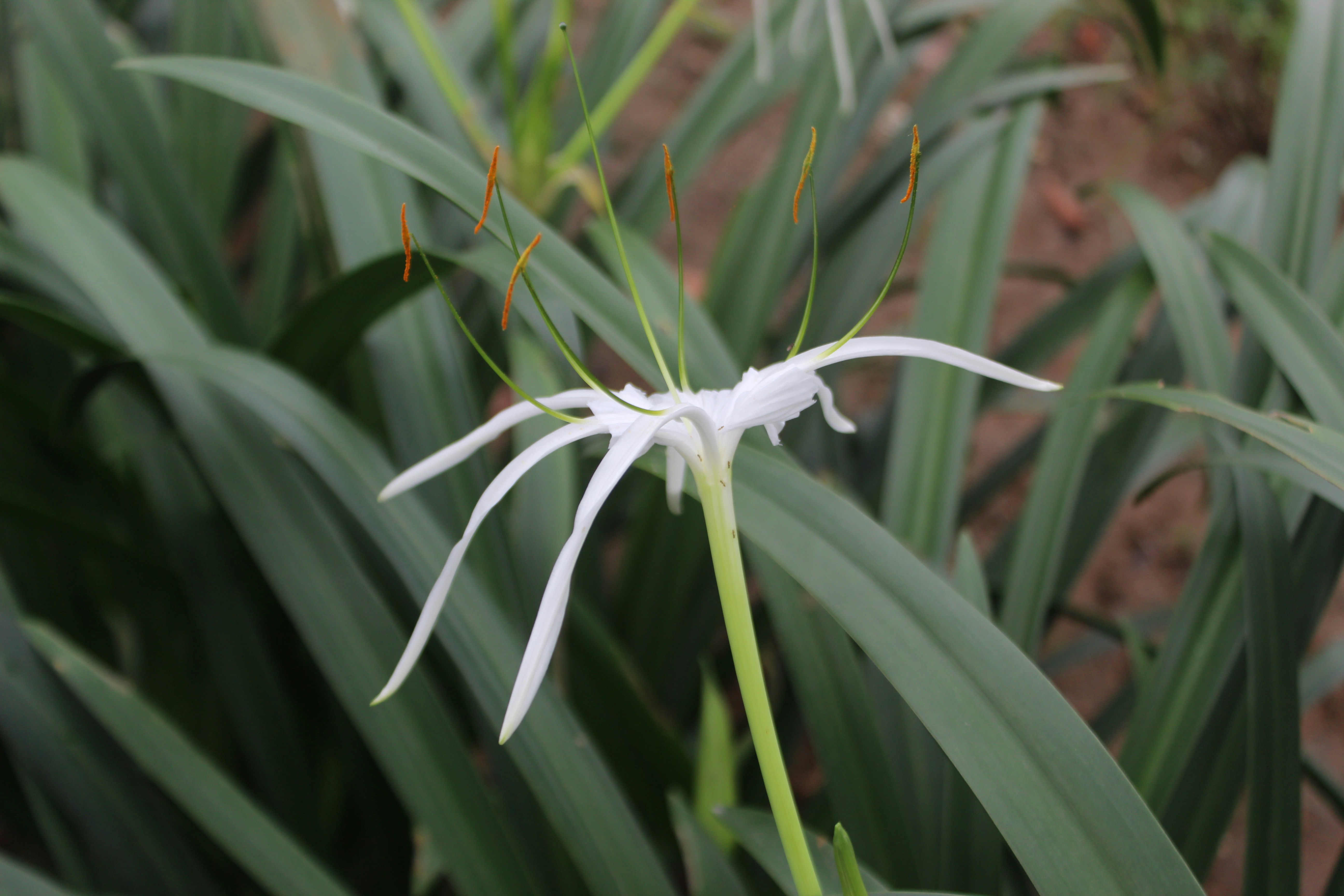 White Spider Lily Unfurls Amid Narrow Green Strands