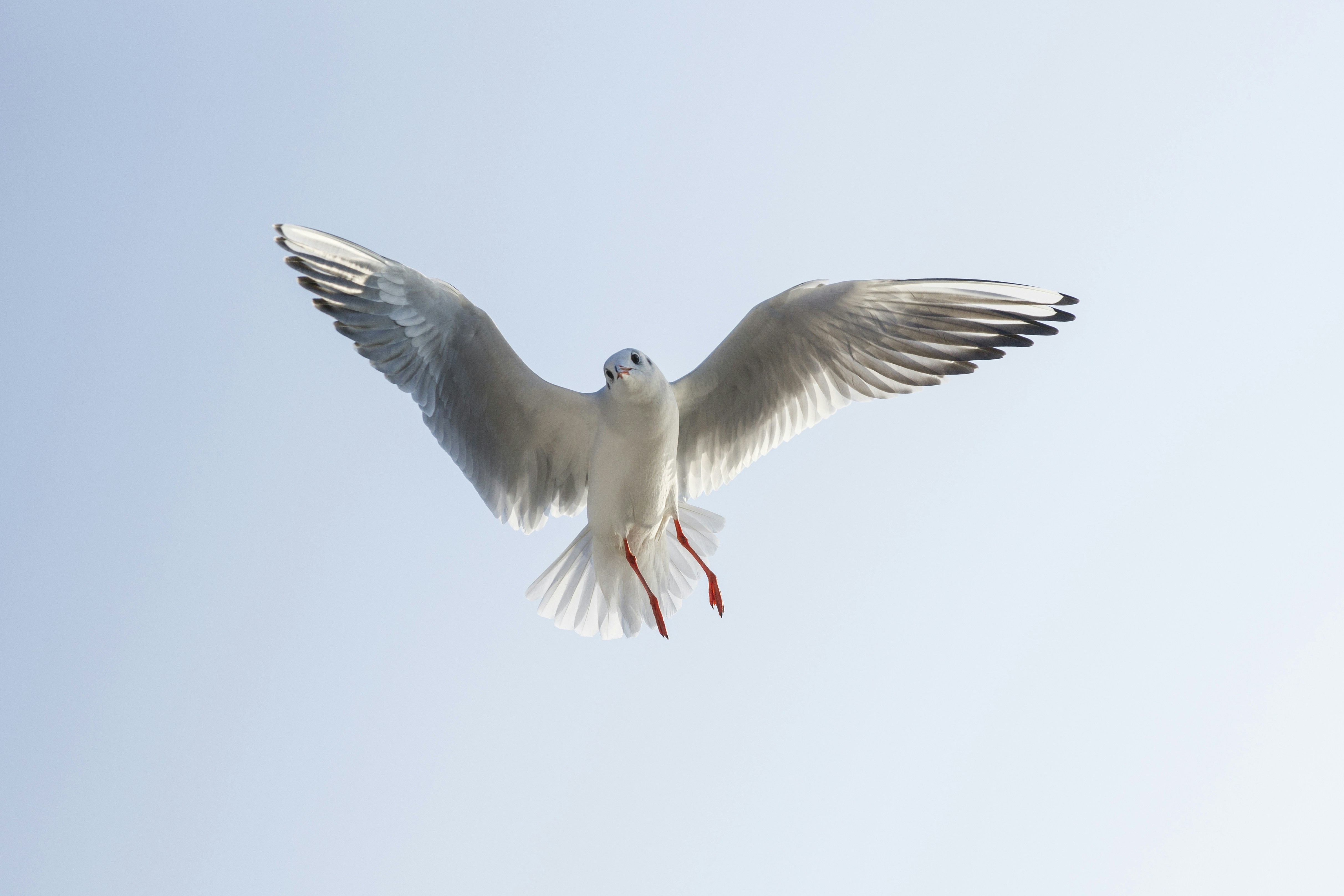 30k+ Seagull Flying Pictures | Download Free Images on Unsplash
