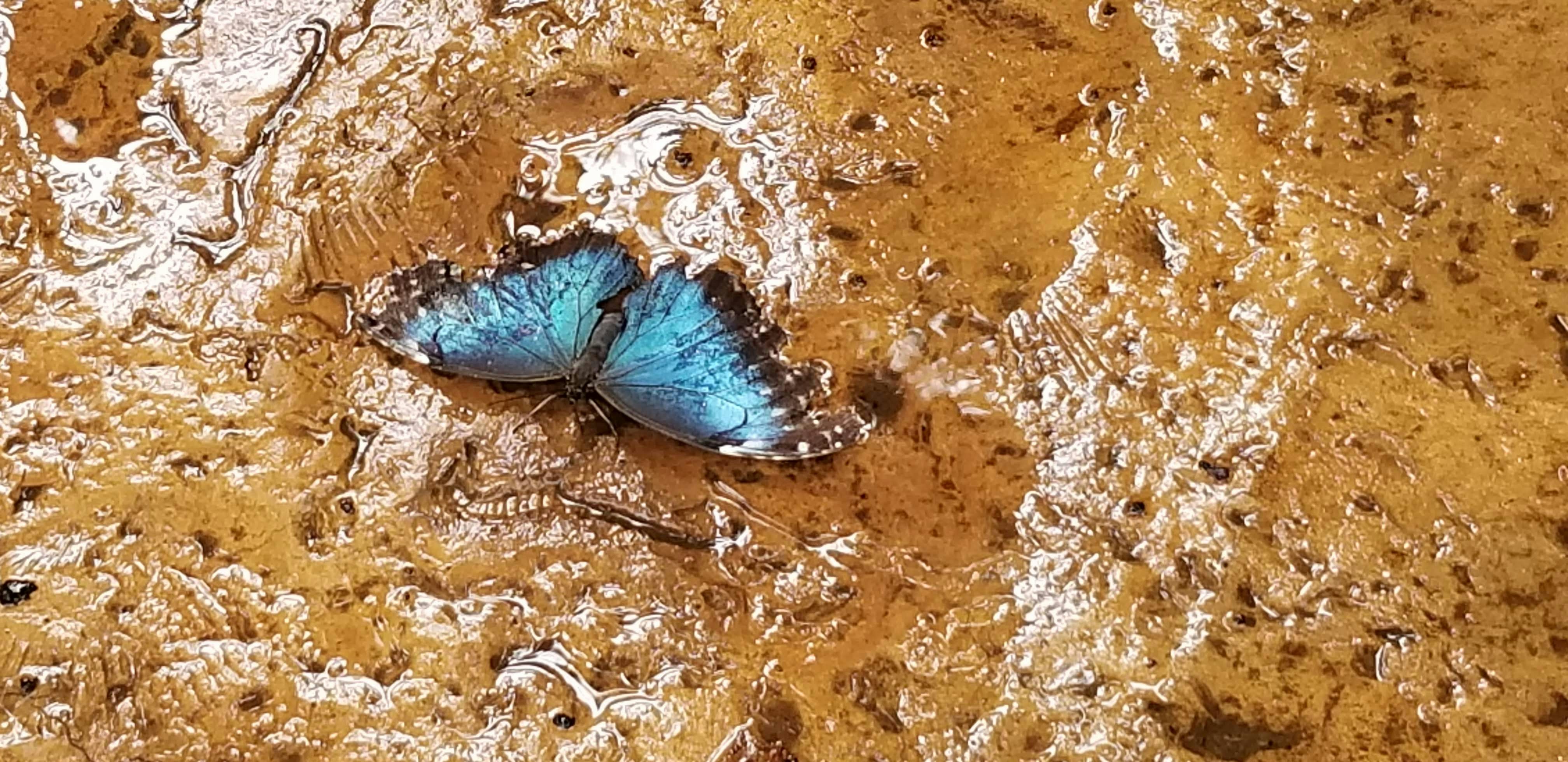 Azure butterfly on sunlit mud: a fleeting splash of color