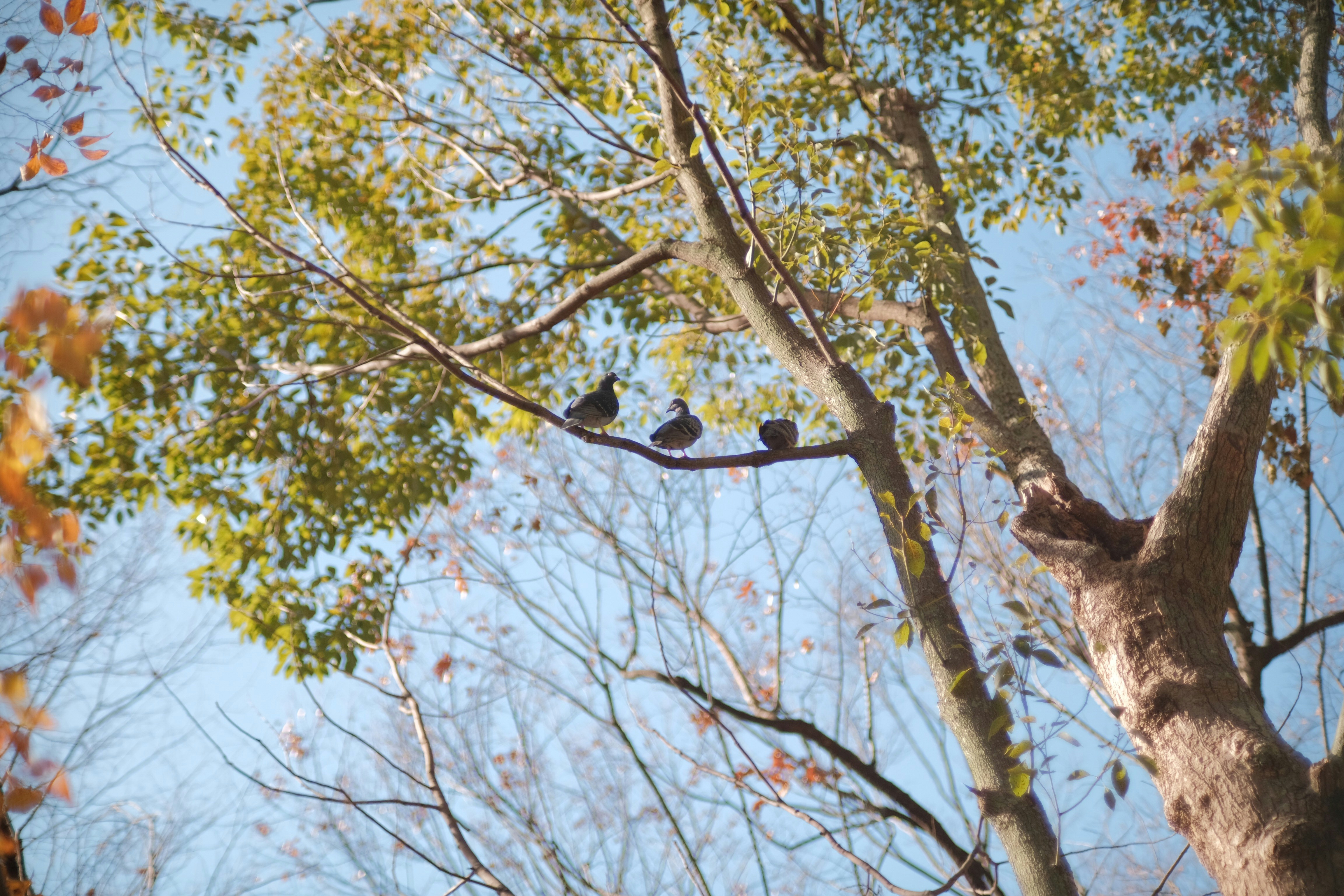 birds sitting on a tree