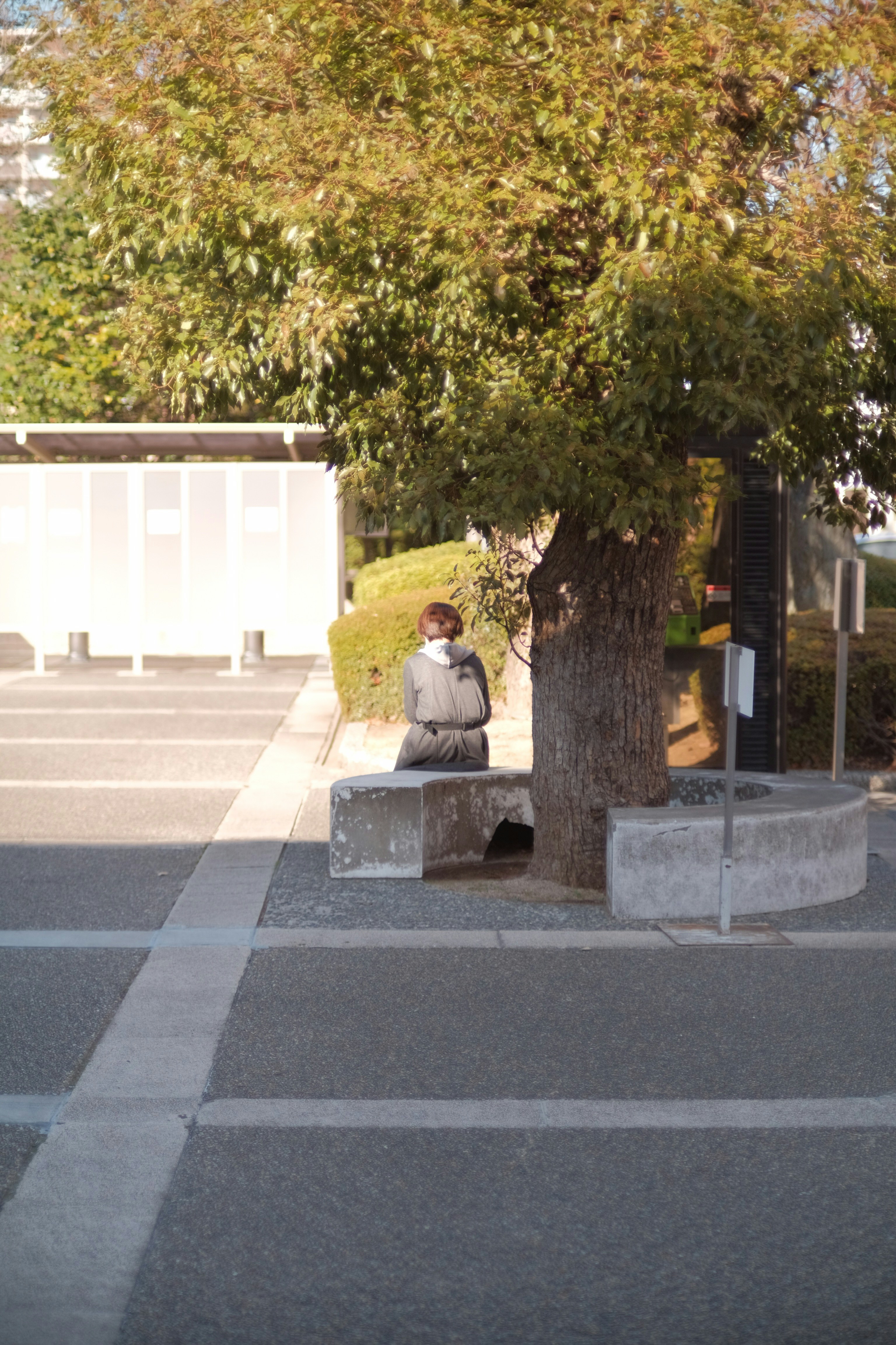 A person sitting on a bench under a tree photo – Free Person Image on ...