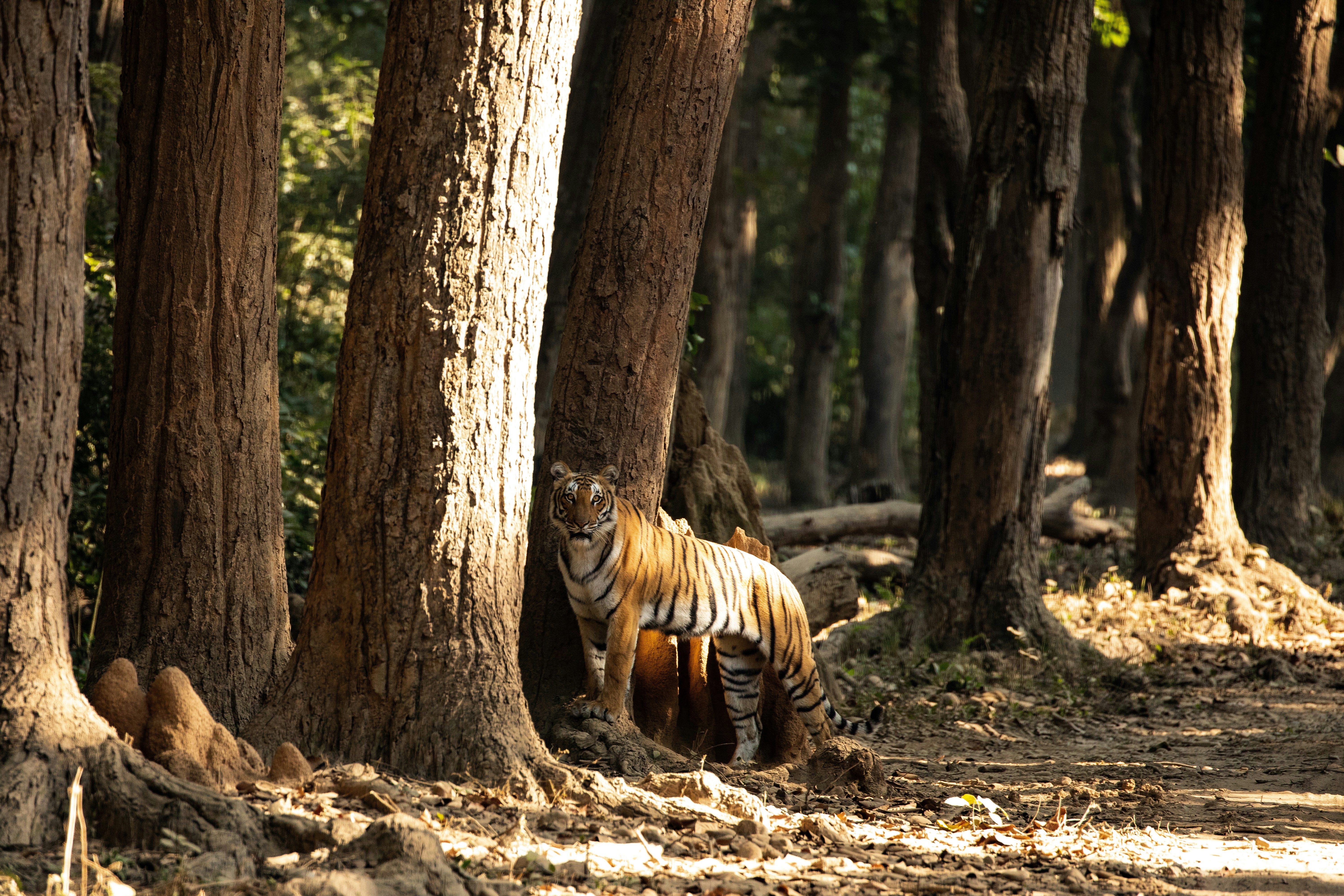 Tiger Emergence Through Dappled Pines