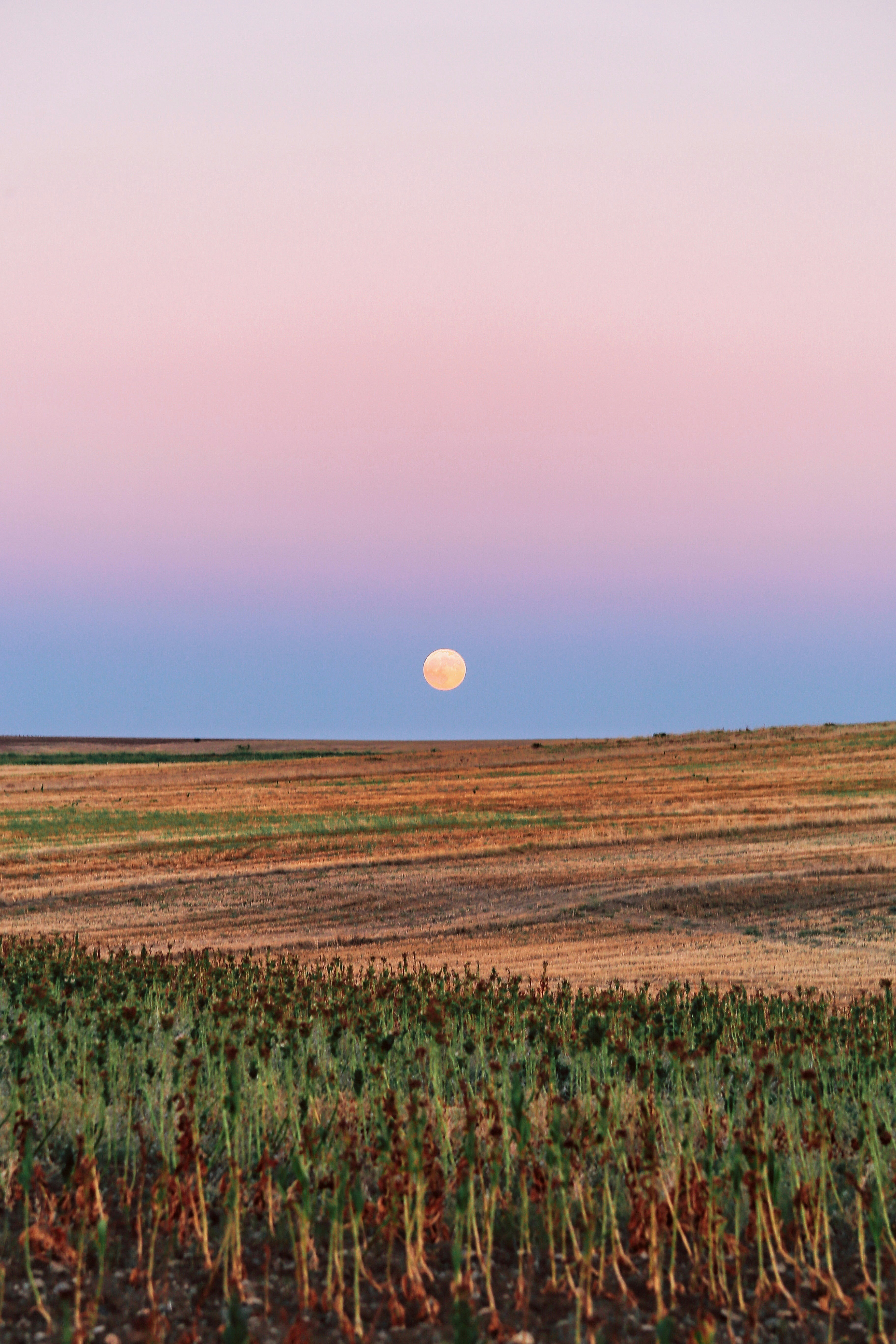 A field of crops with the moon in the sky photo – Free Türkiye Image on ...