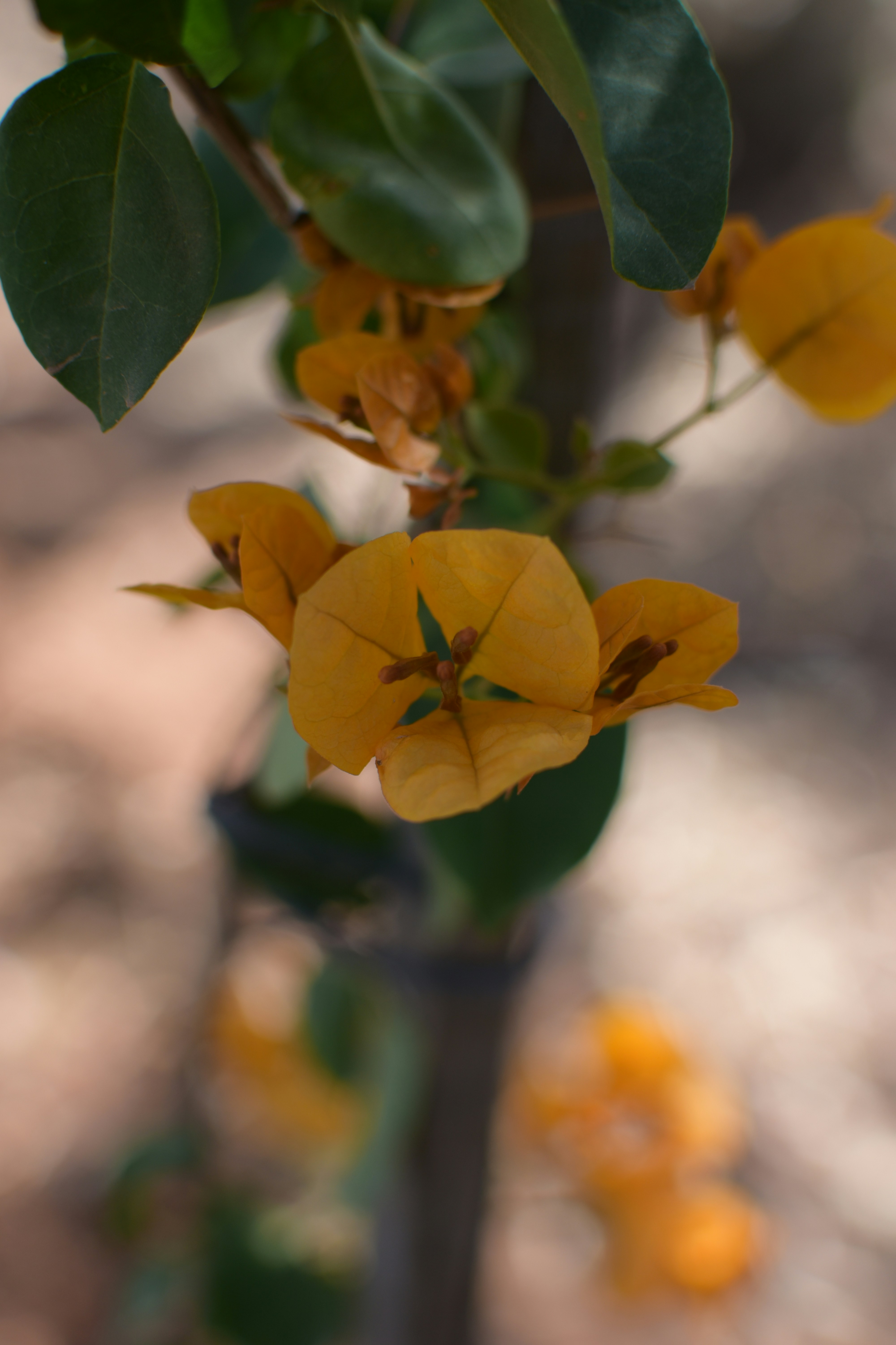 Amber Bougainvillea in a Quiet, Soft-Focus Moment