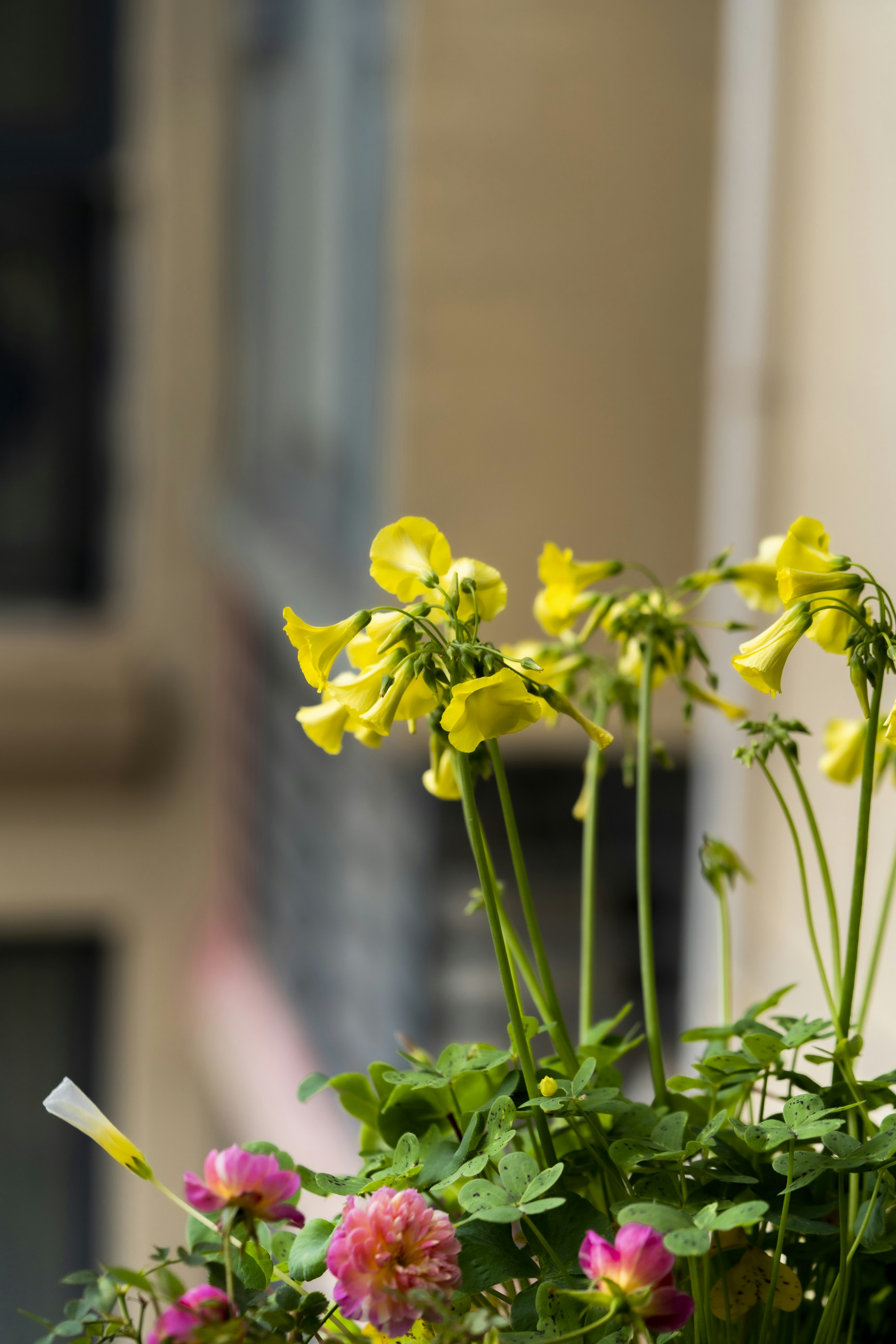 Sunlit Yellow Trumpetflowers Against a Blurred City Facade