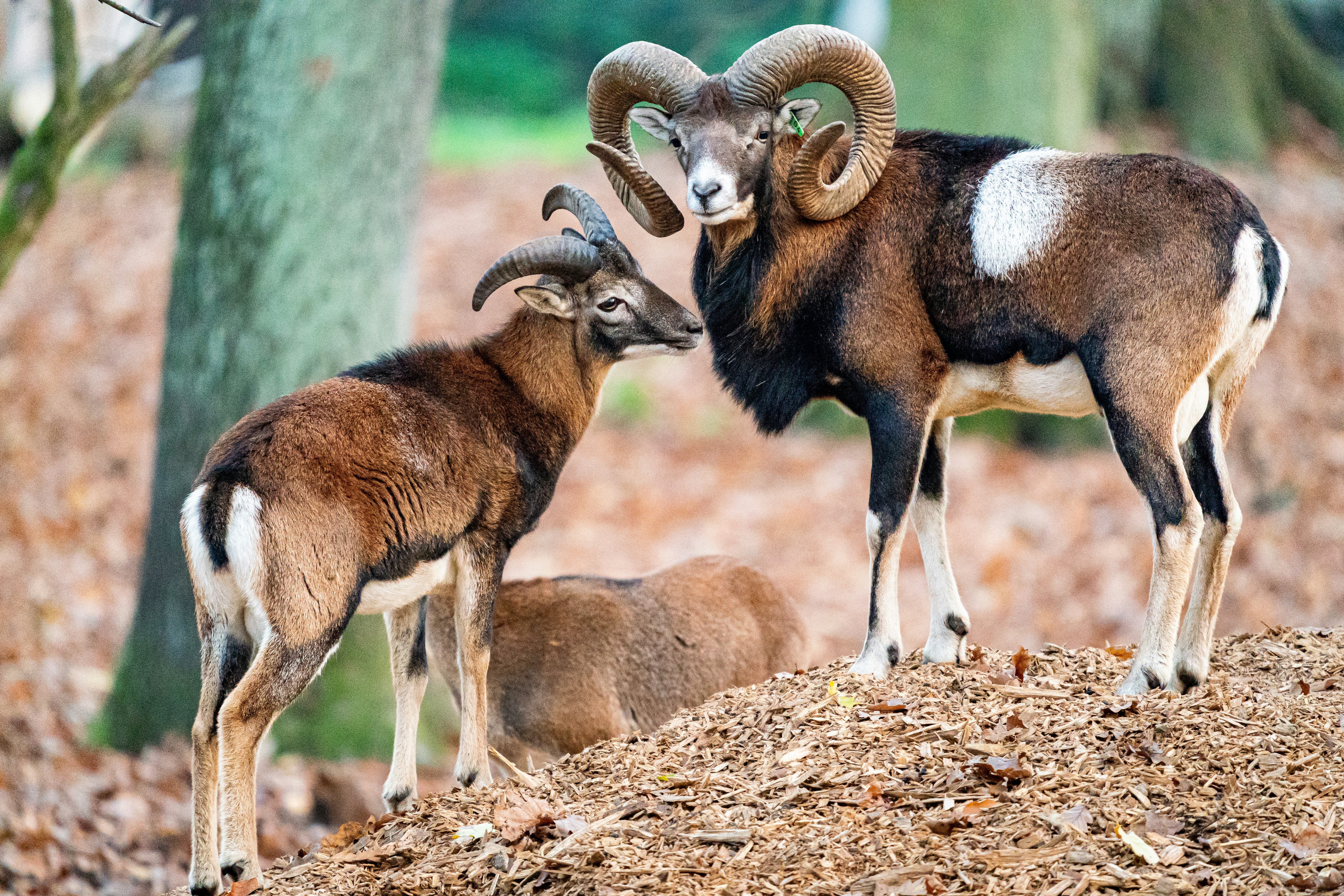 Photo by Vladyslav Melnyk with Sony Alpha 9