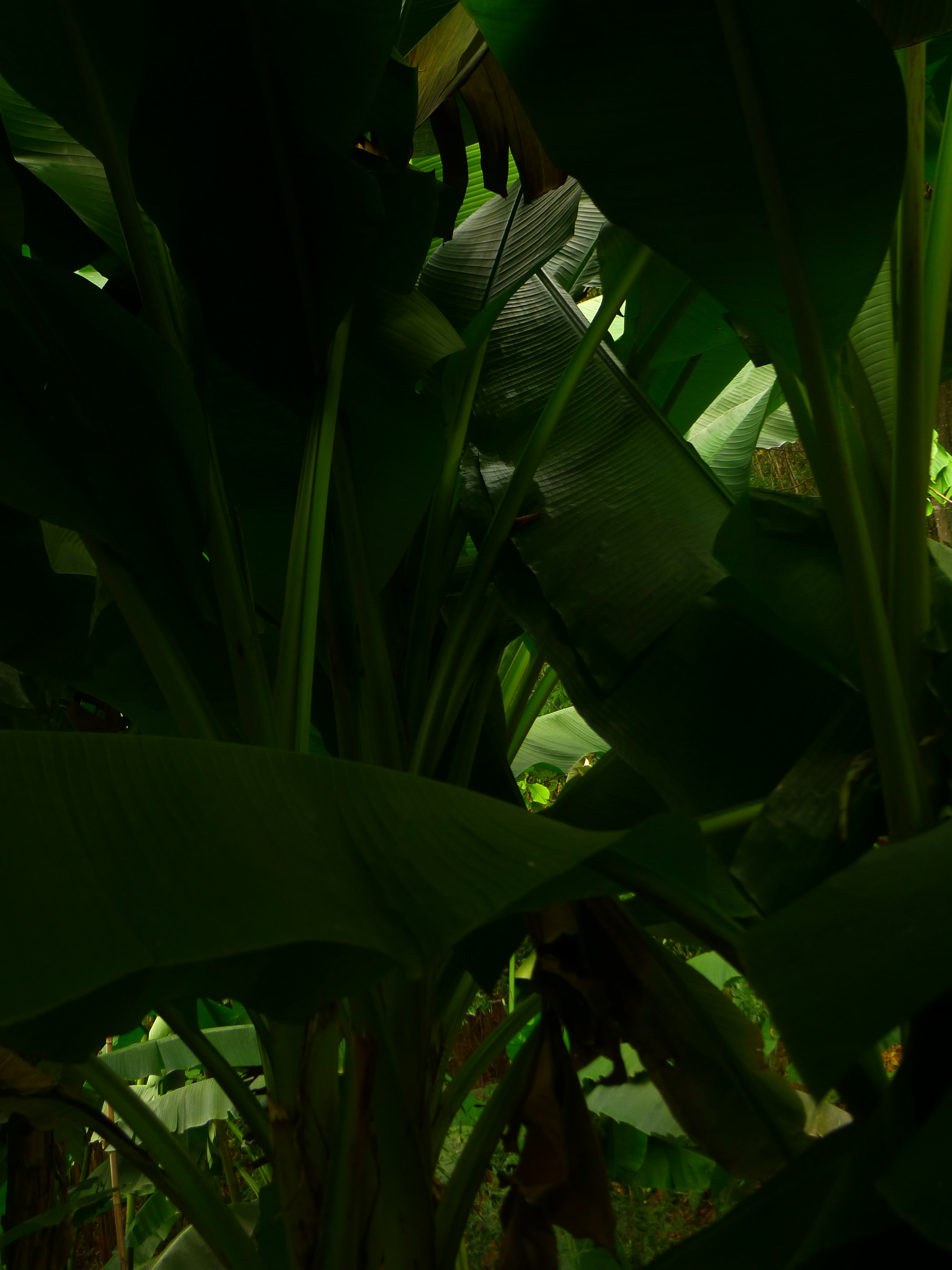 Dense foliage of large green leaves creating a natural canopy, with hints of light filtering through. The scene evokes a sense of tranquility and connection with nature.