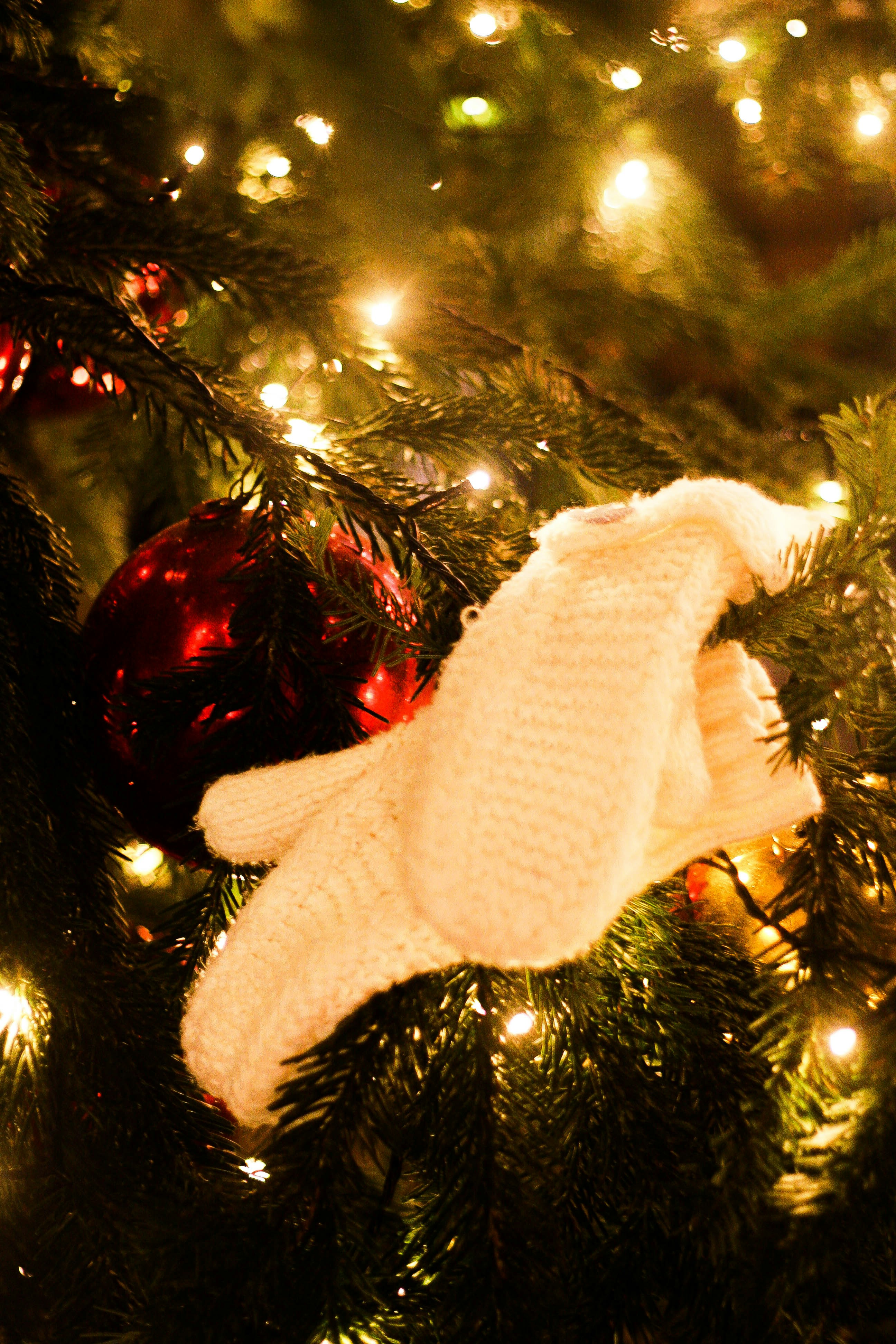 Warm Glow: A Cozy Knit Resting in a Festive Fir