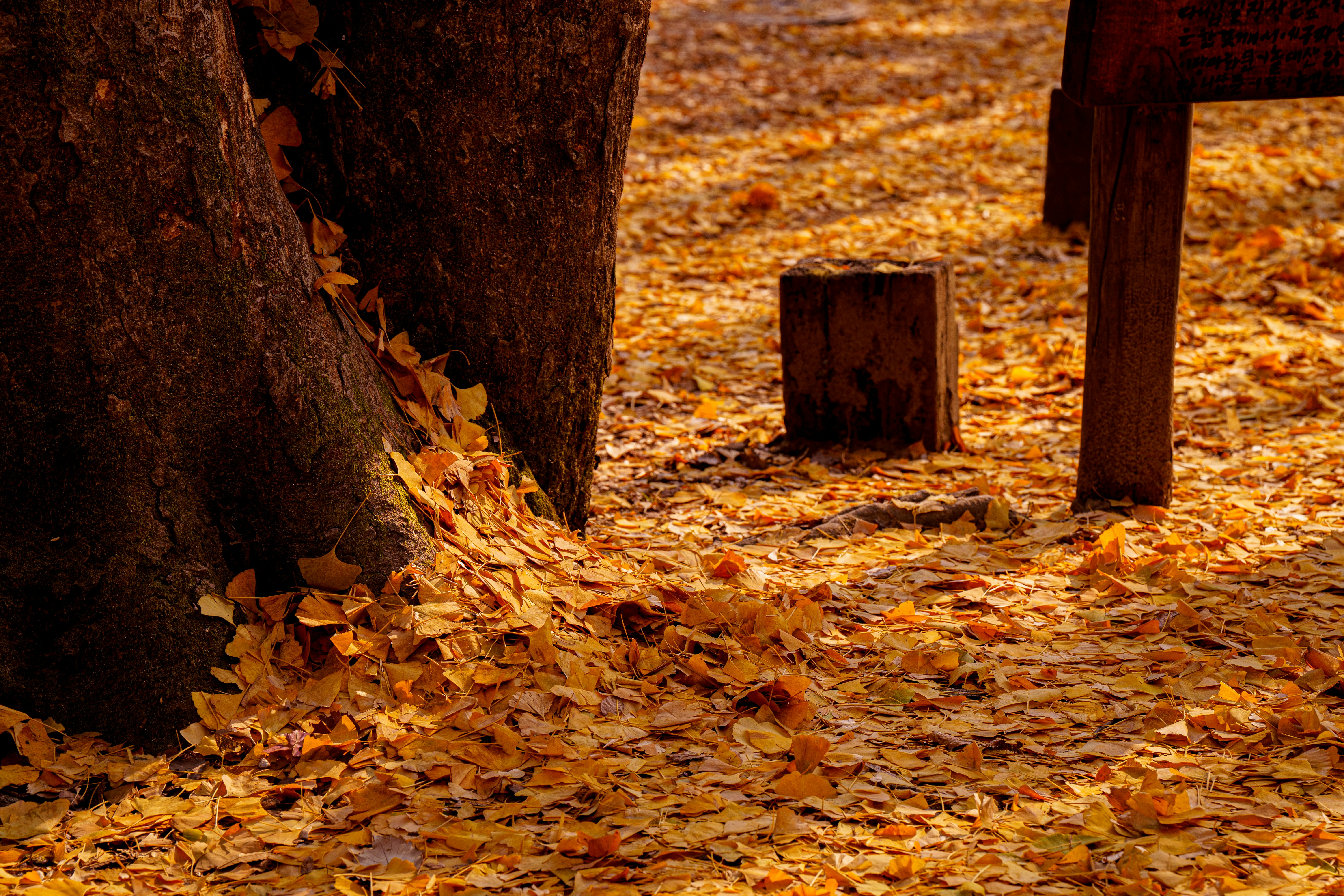 Amber Carpet and the Tiny Sentinel