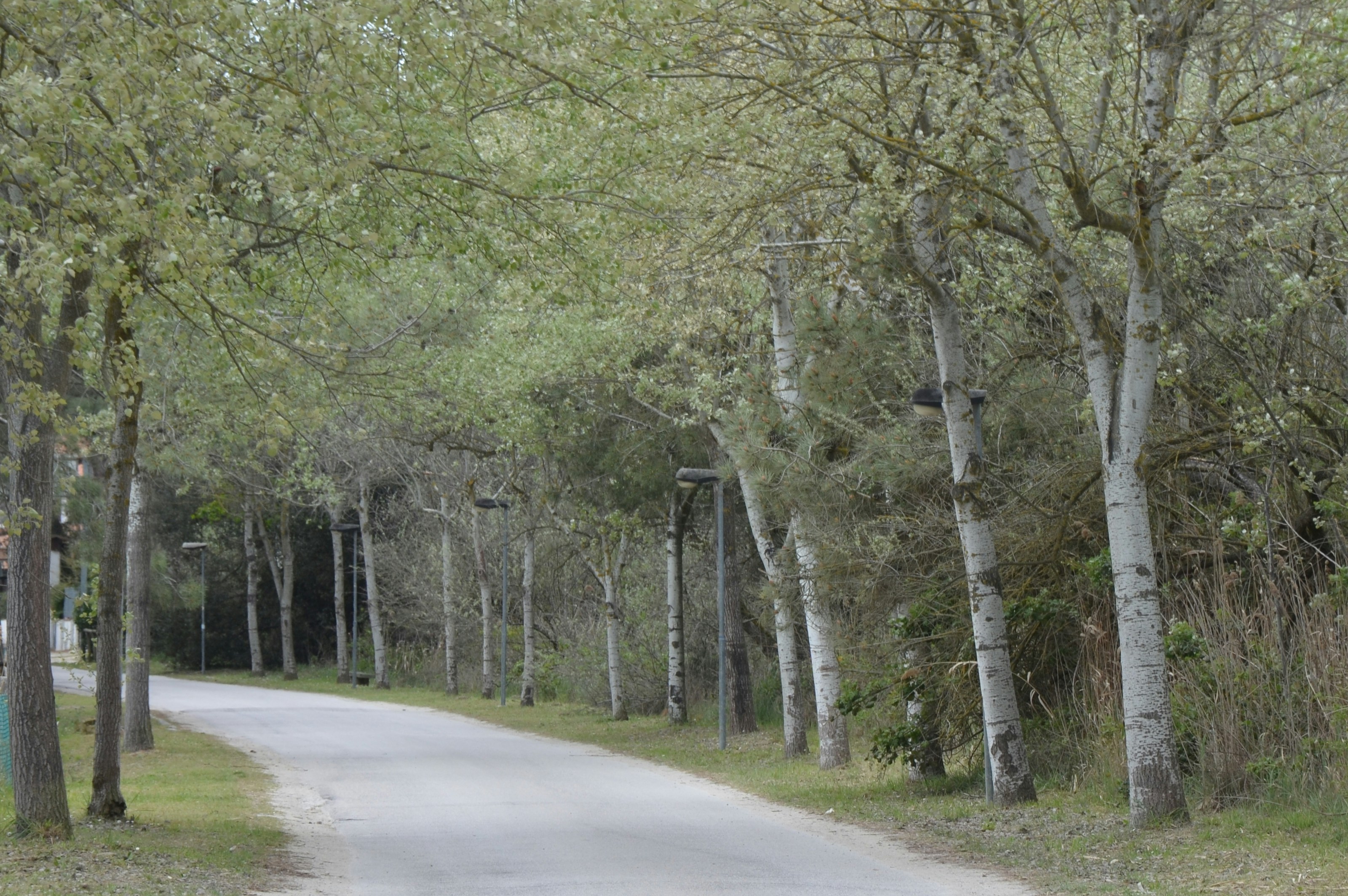 30k+ Tree Lined Road Pictures | Download Free Images on Unsplash