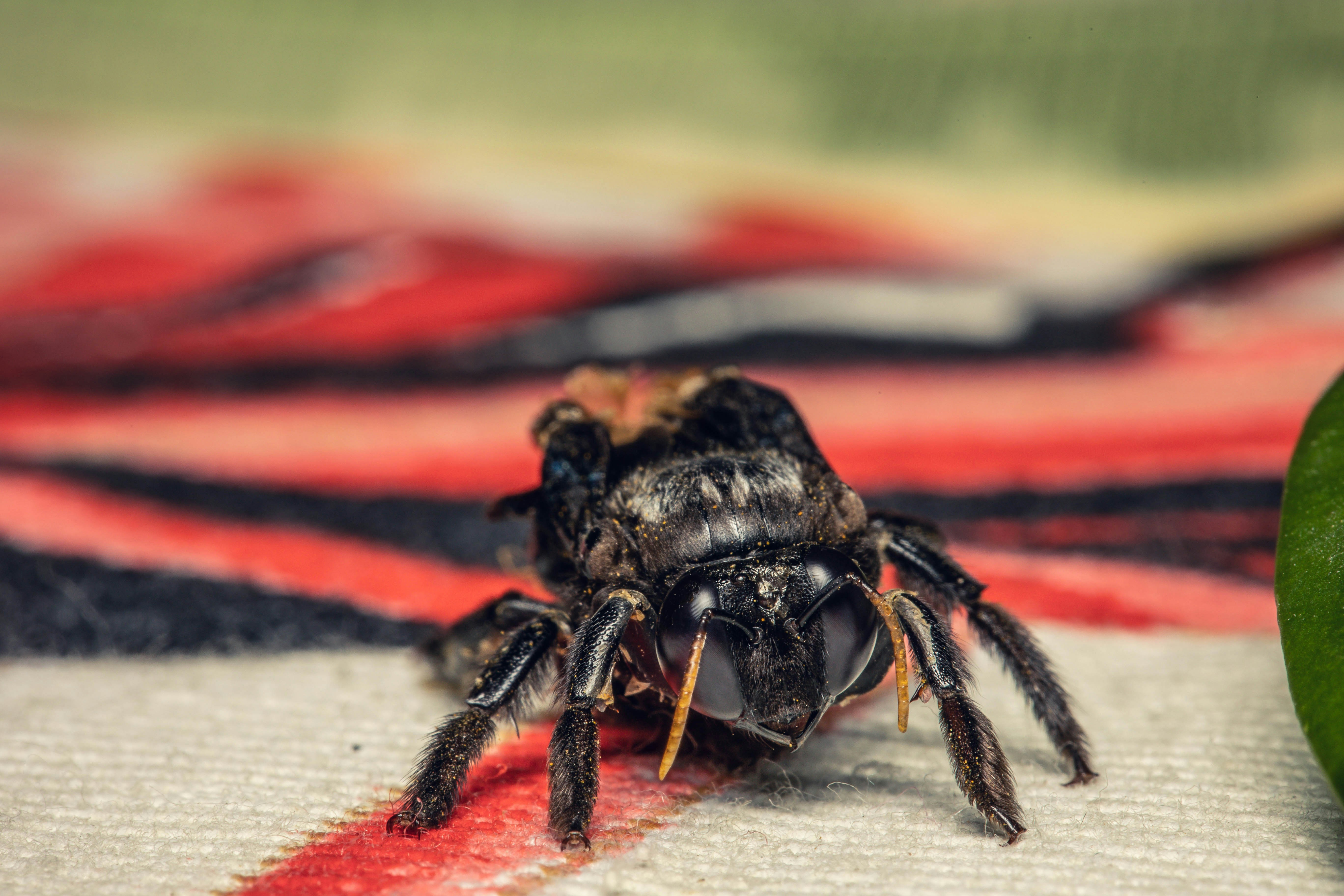 Crimson Threads Underfoot: Macro portrait of a black tarantula
