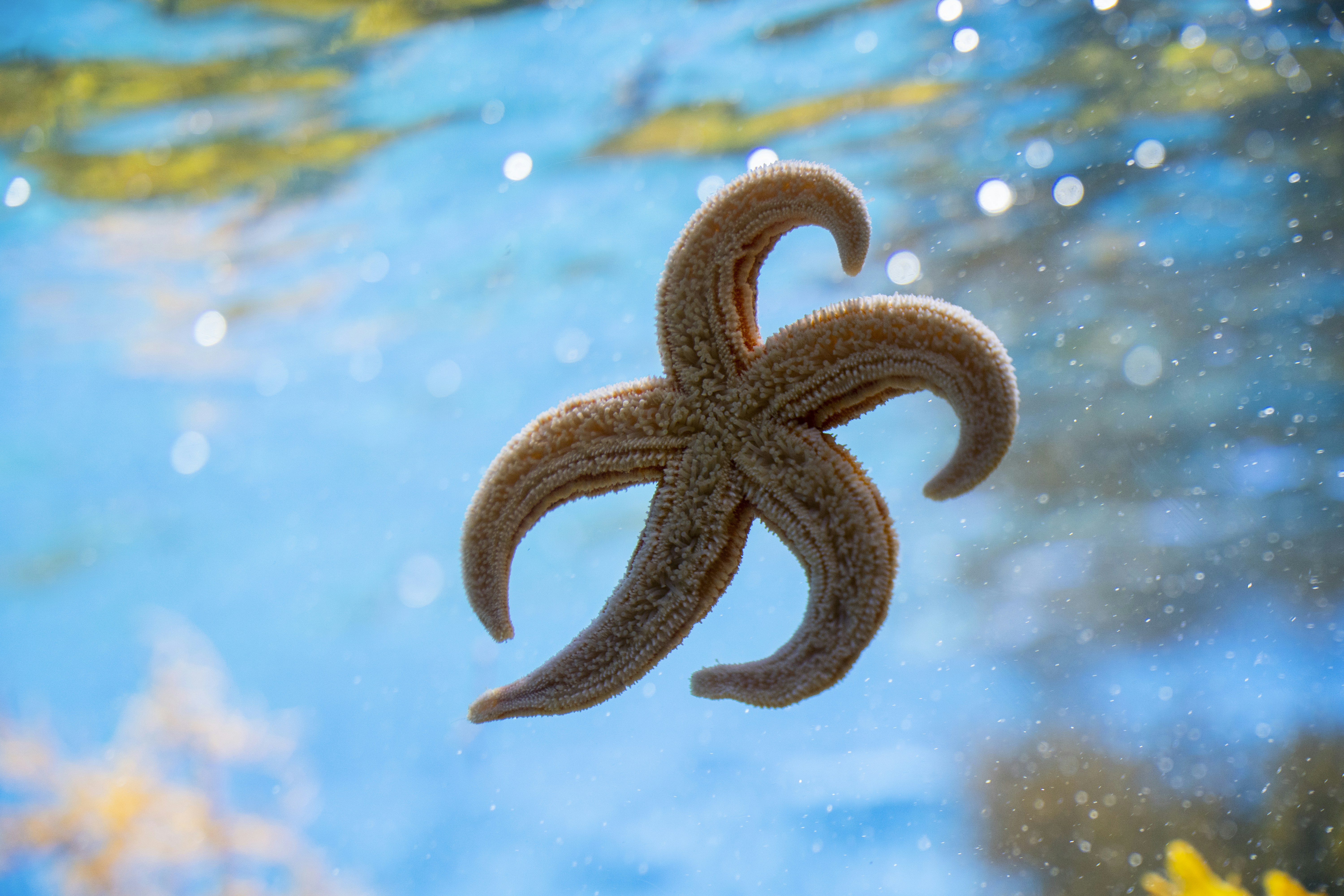 A snake swimming in water photo – Free Starfish Image on Unsplash