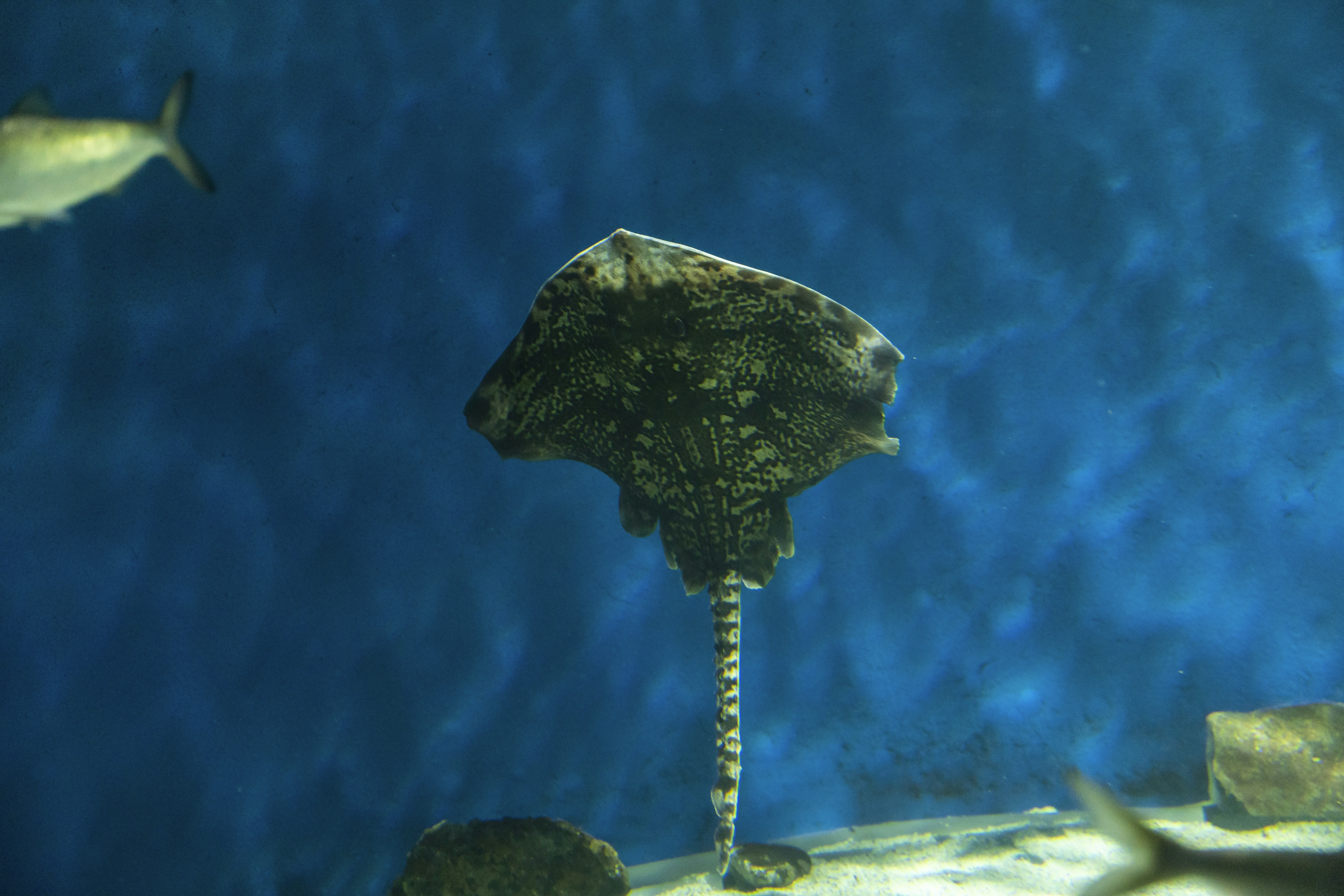a fish swimming in the water