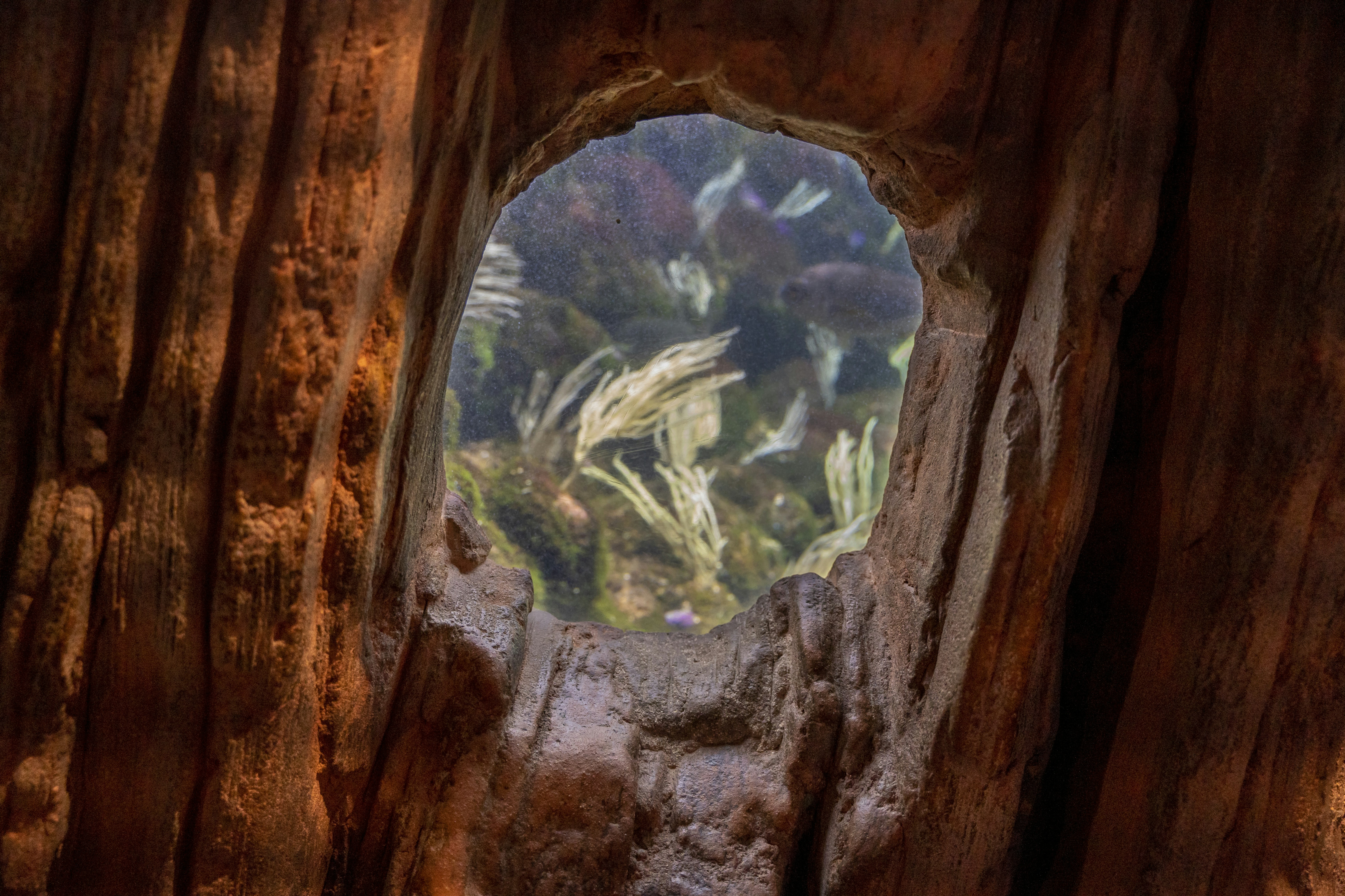 Cavern Window: A Glimpse Through Amber Walls