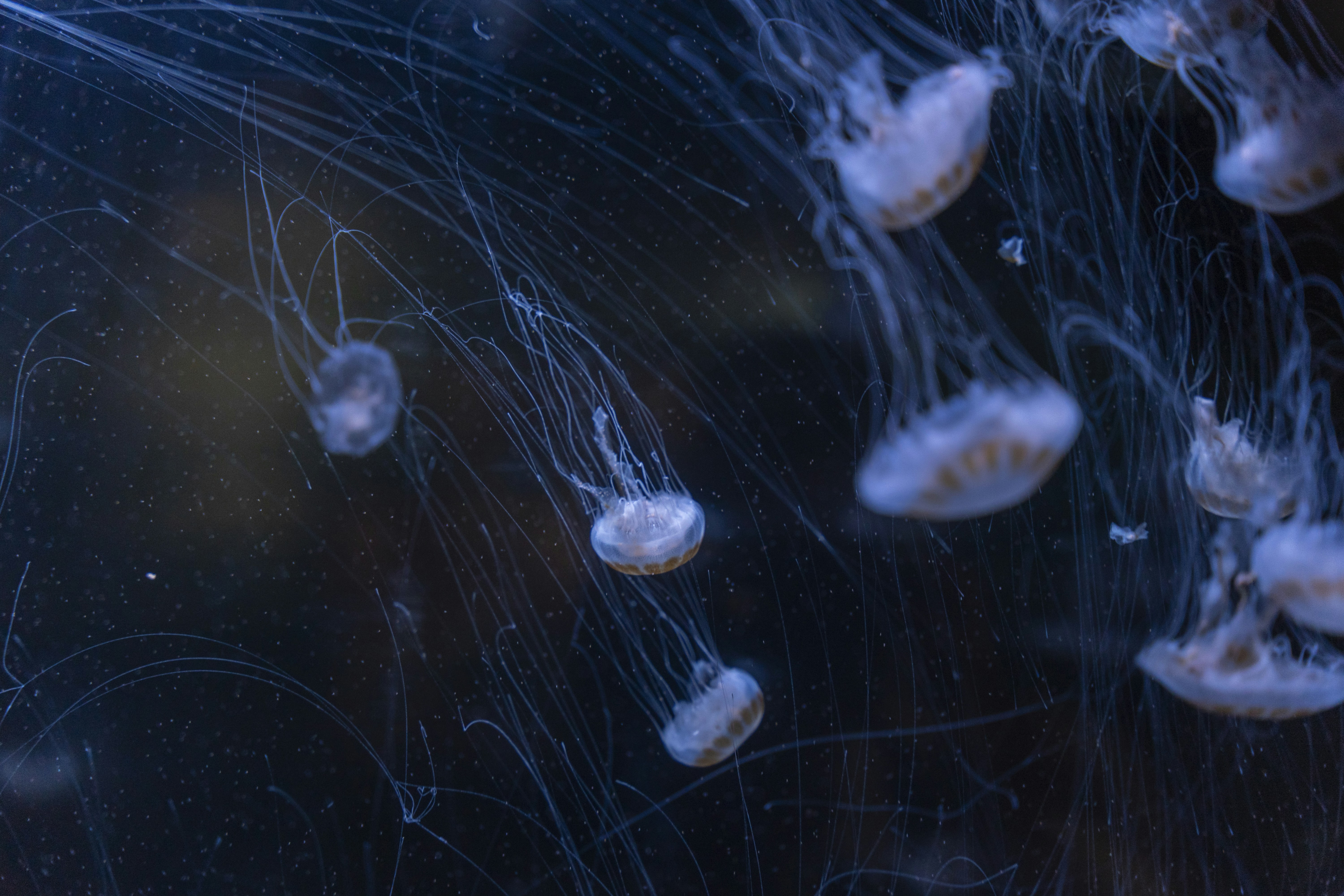Blue-Thread Drift: Jellyfish Weave Through Moonlit Ocean