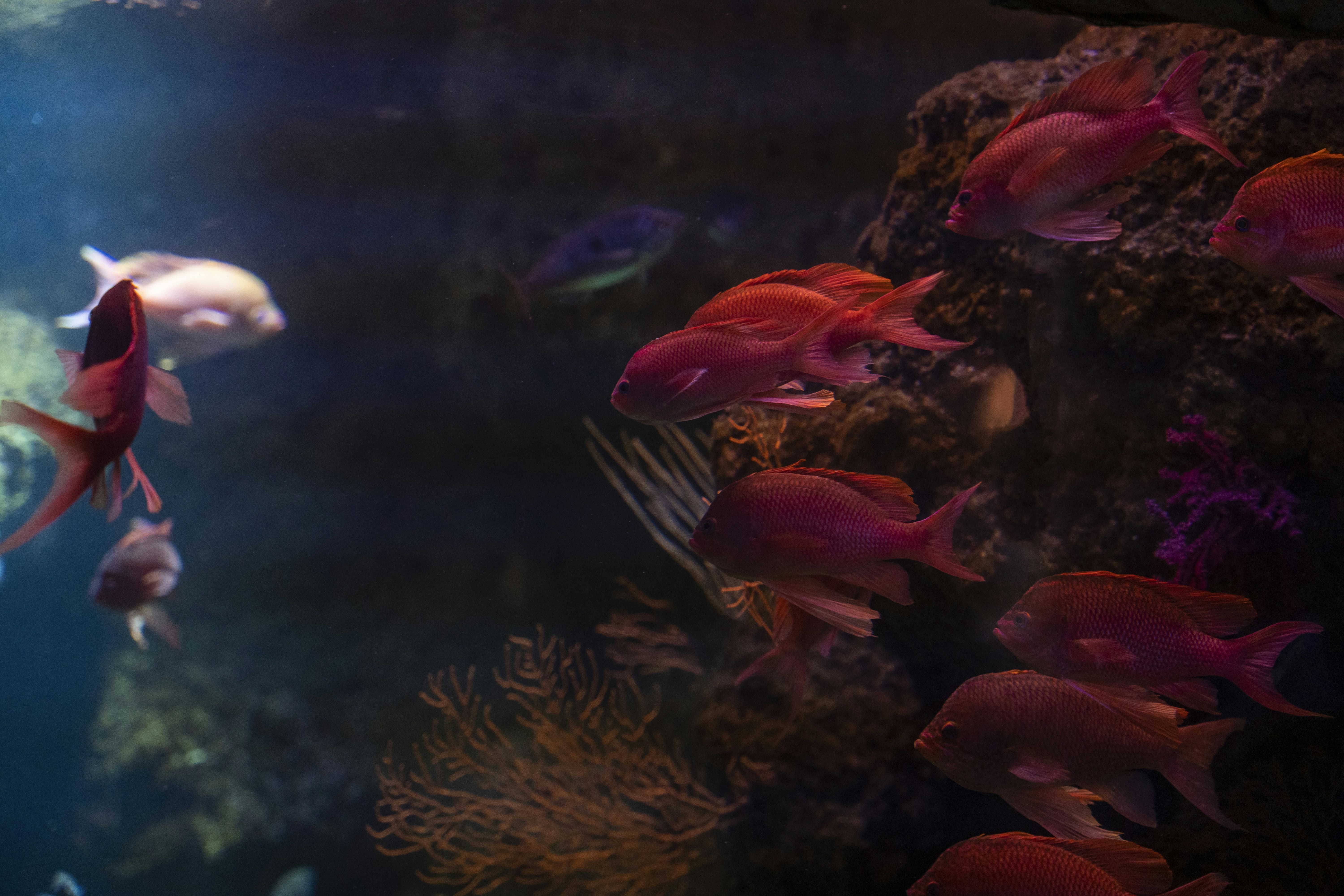 A group of fish swimming in the water photo – Free Aquarium Image on ...