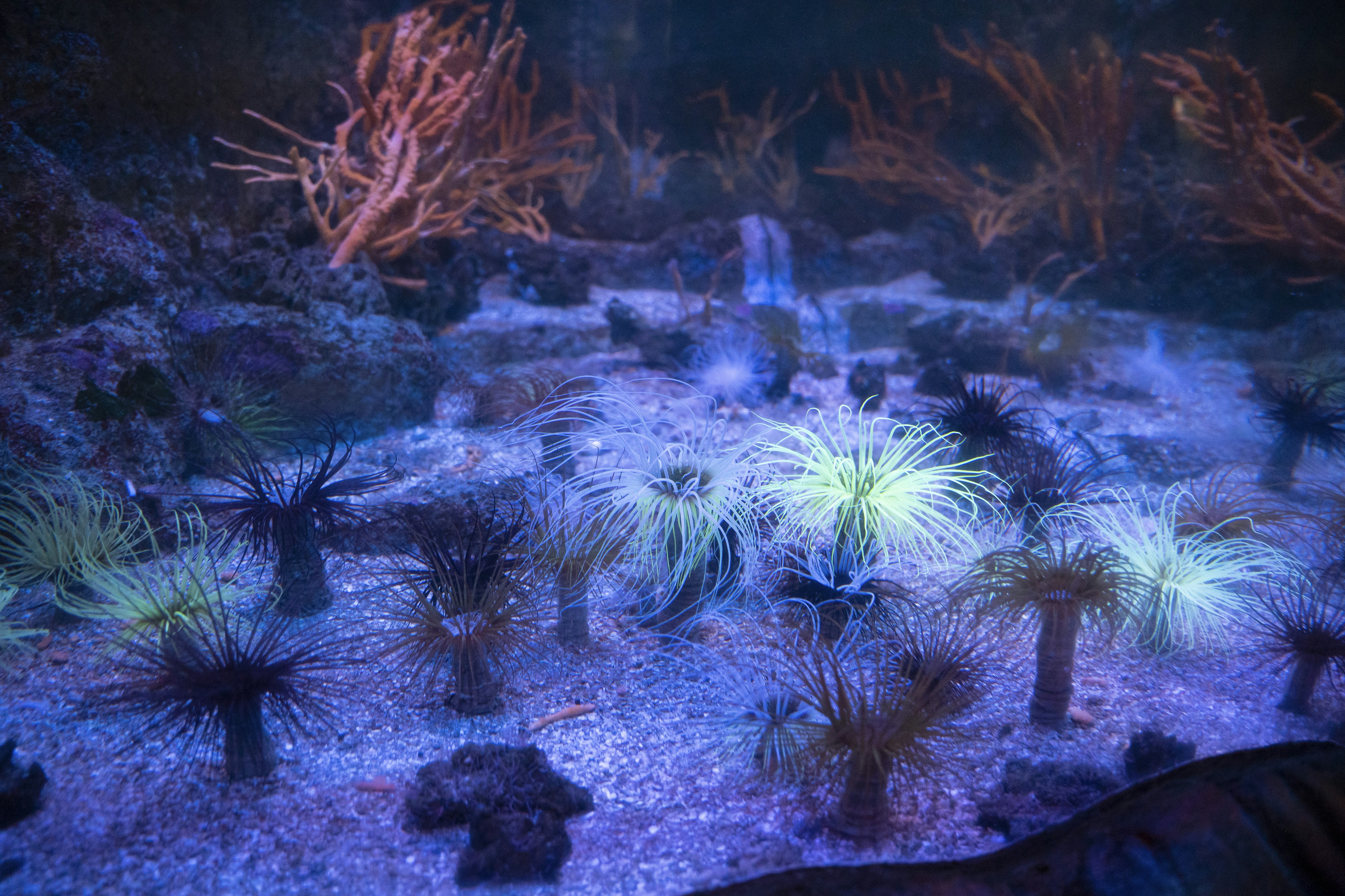 a group of plants and rocks