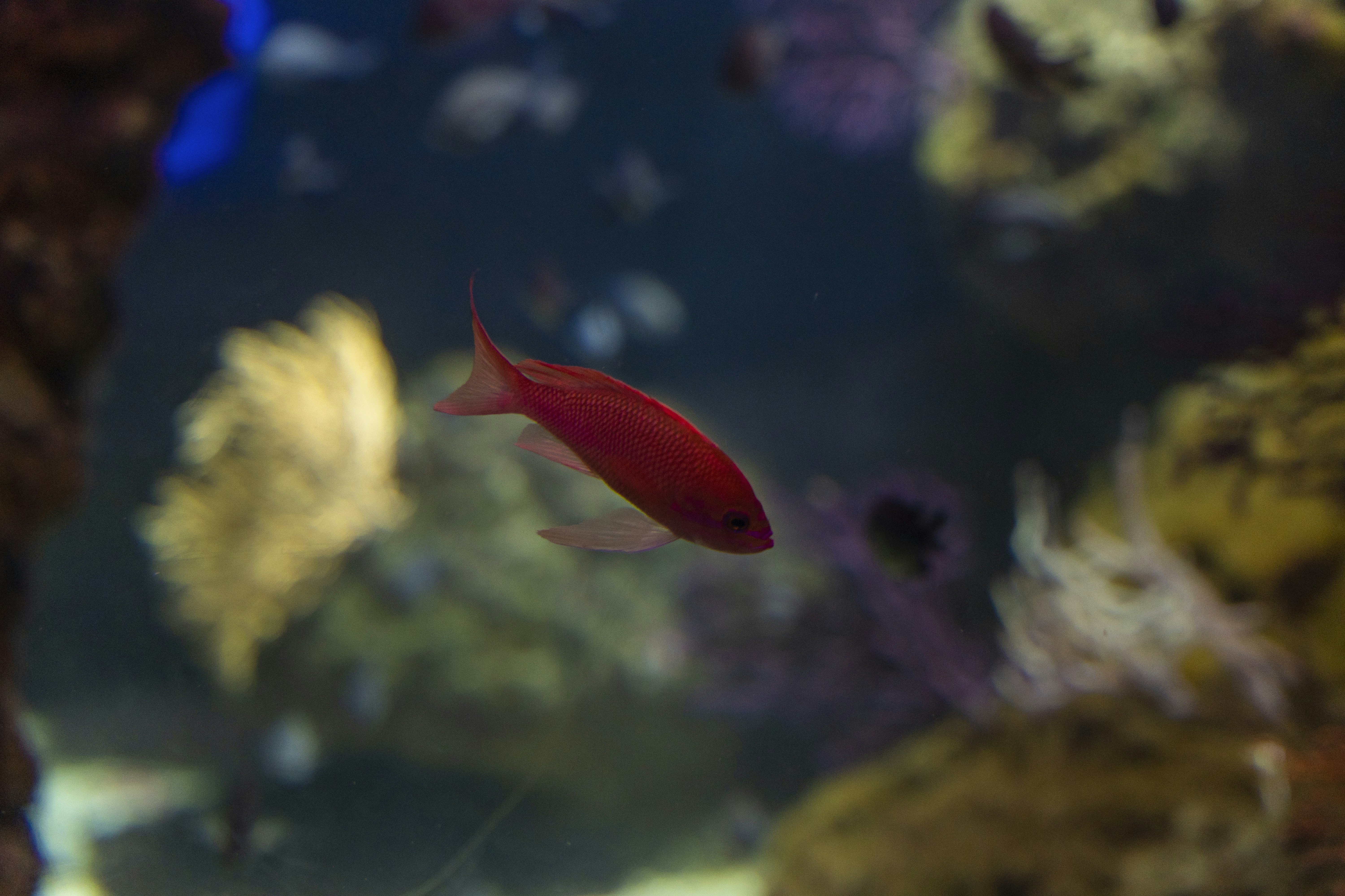 Foto Un pez nadando en el agua – Imagen Pez gratis en Unsplash