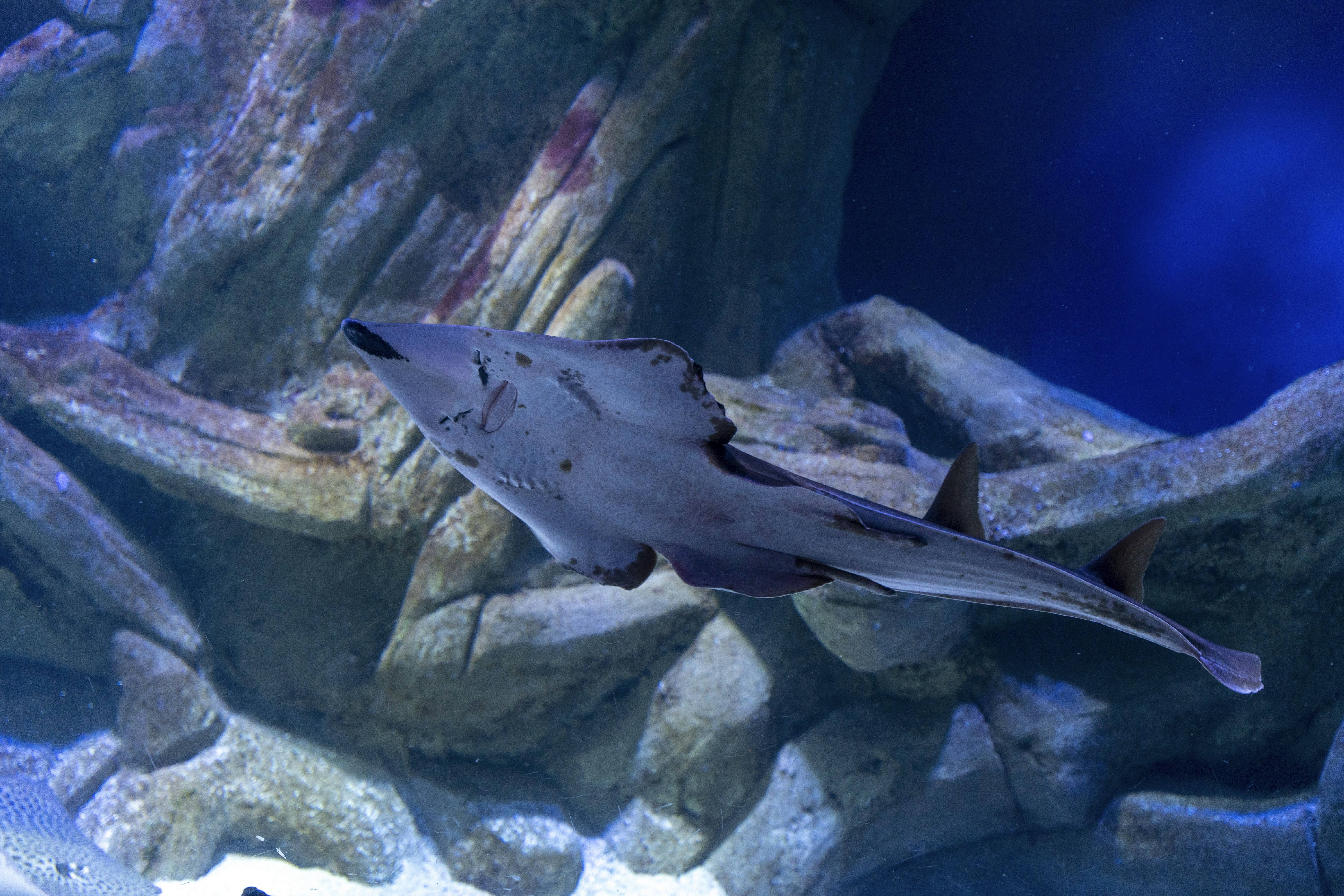 A fish swimming in the water photo – Free Fish Image on Unsplash