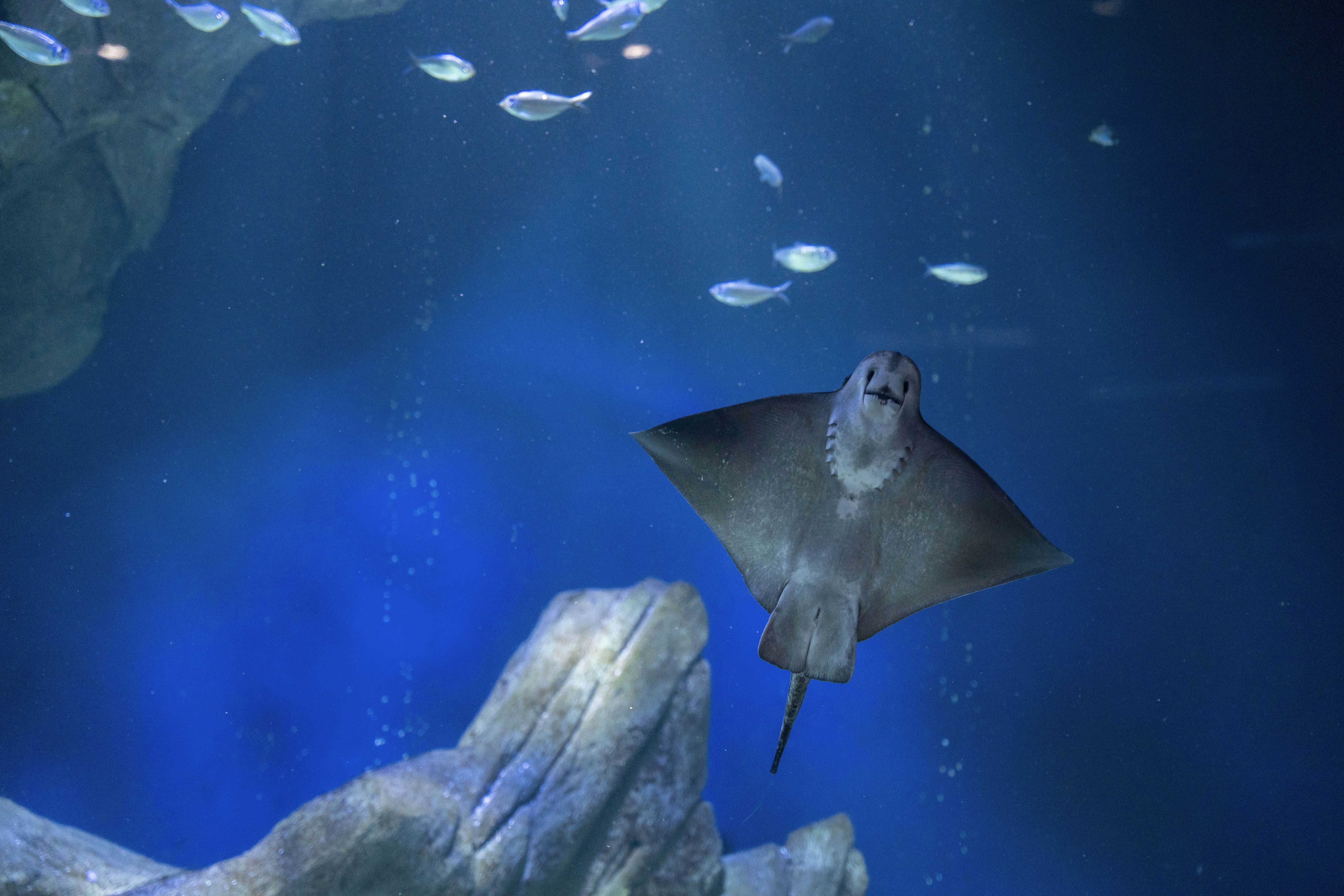 a sea animal swimming in water
