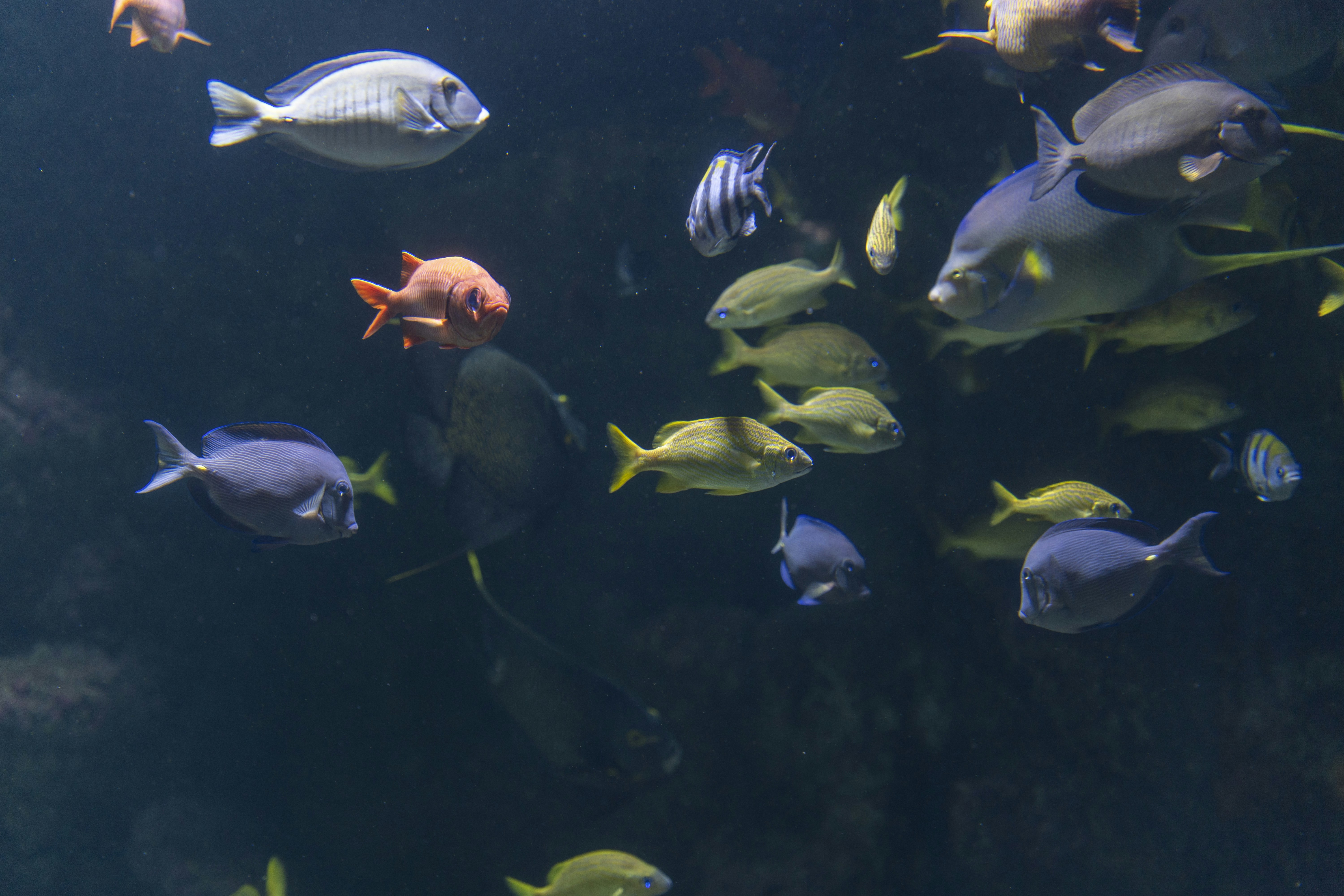 20 Essential Fish Disease and Treatment Tips You Can’t Miss 🐠 (2025 ...