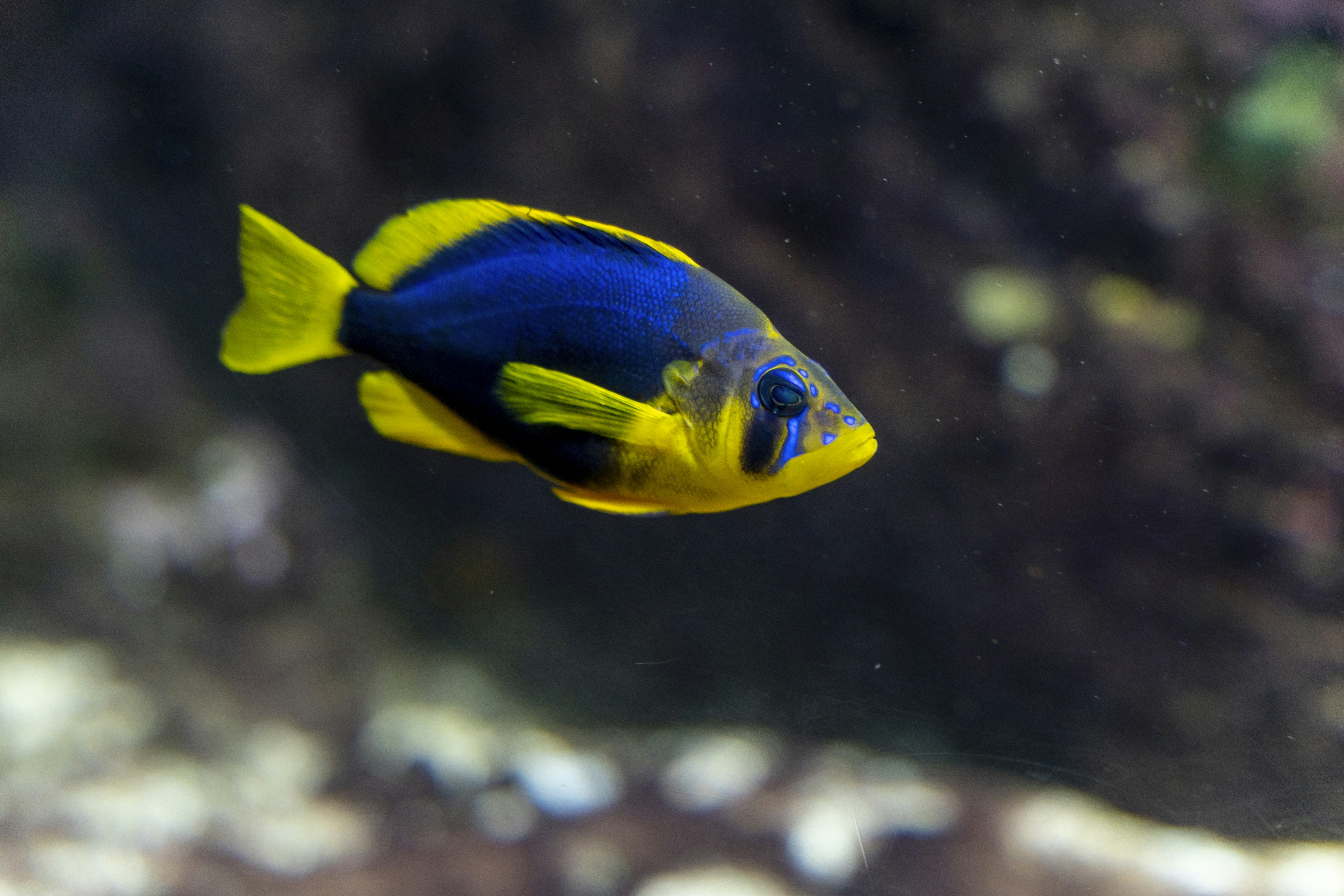 Foto Un pez nadando en el agua – Imagen Pez gratis en Unsplash