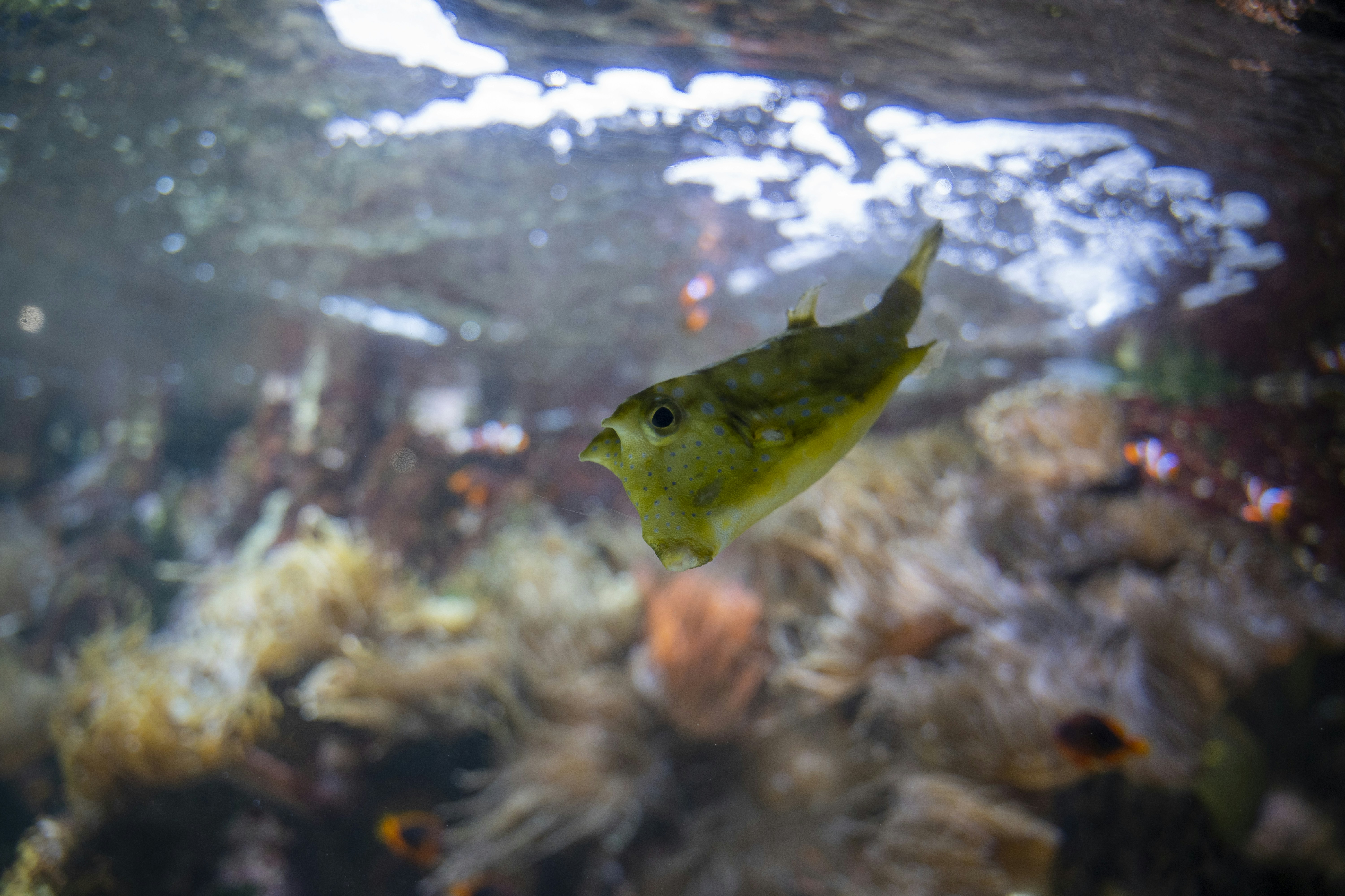 A green fish in water photo – Free Fish Image on Unsplash