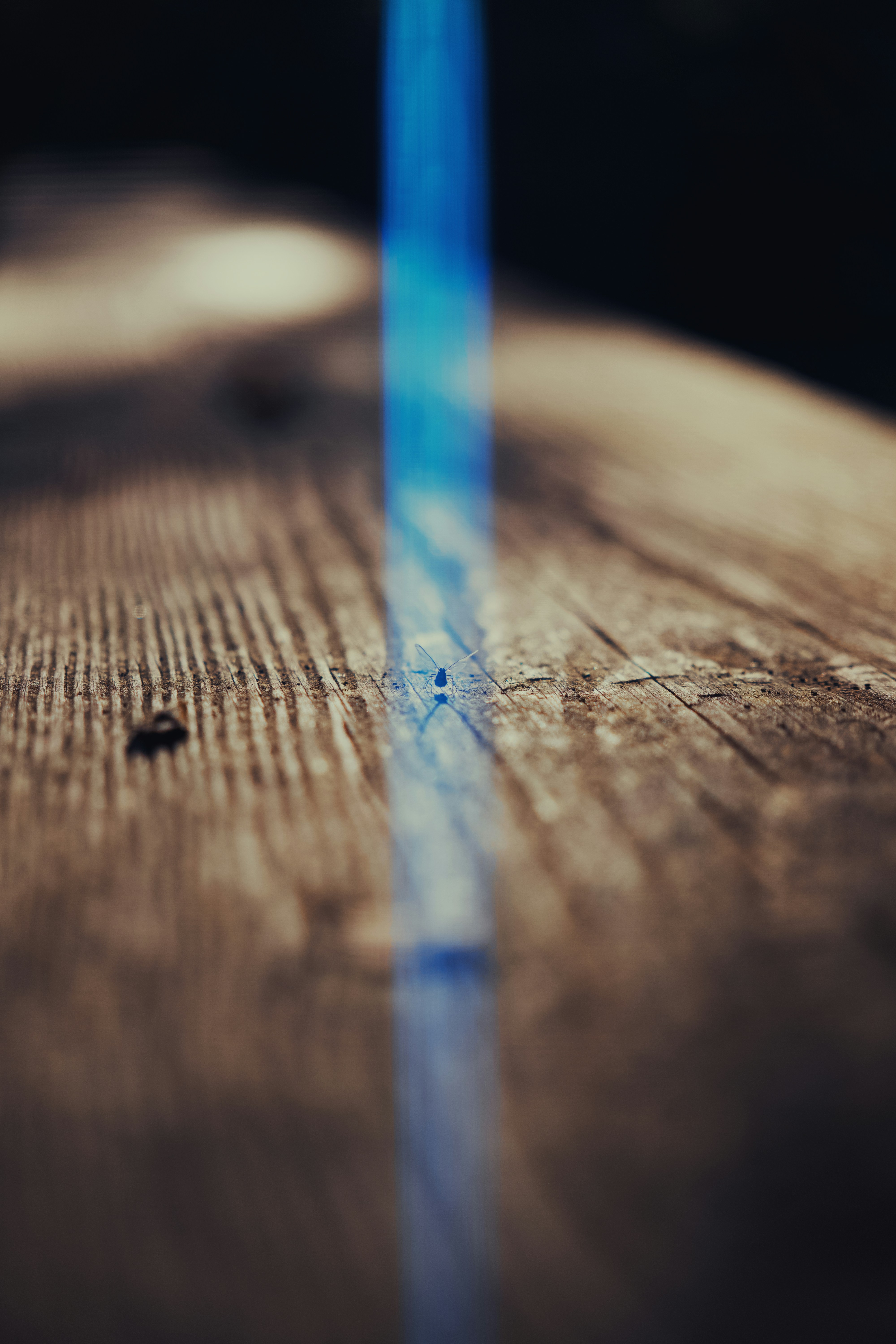 Blue Crest Spark on Weathered Wood