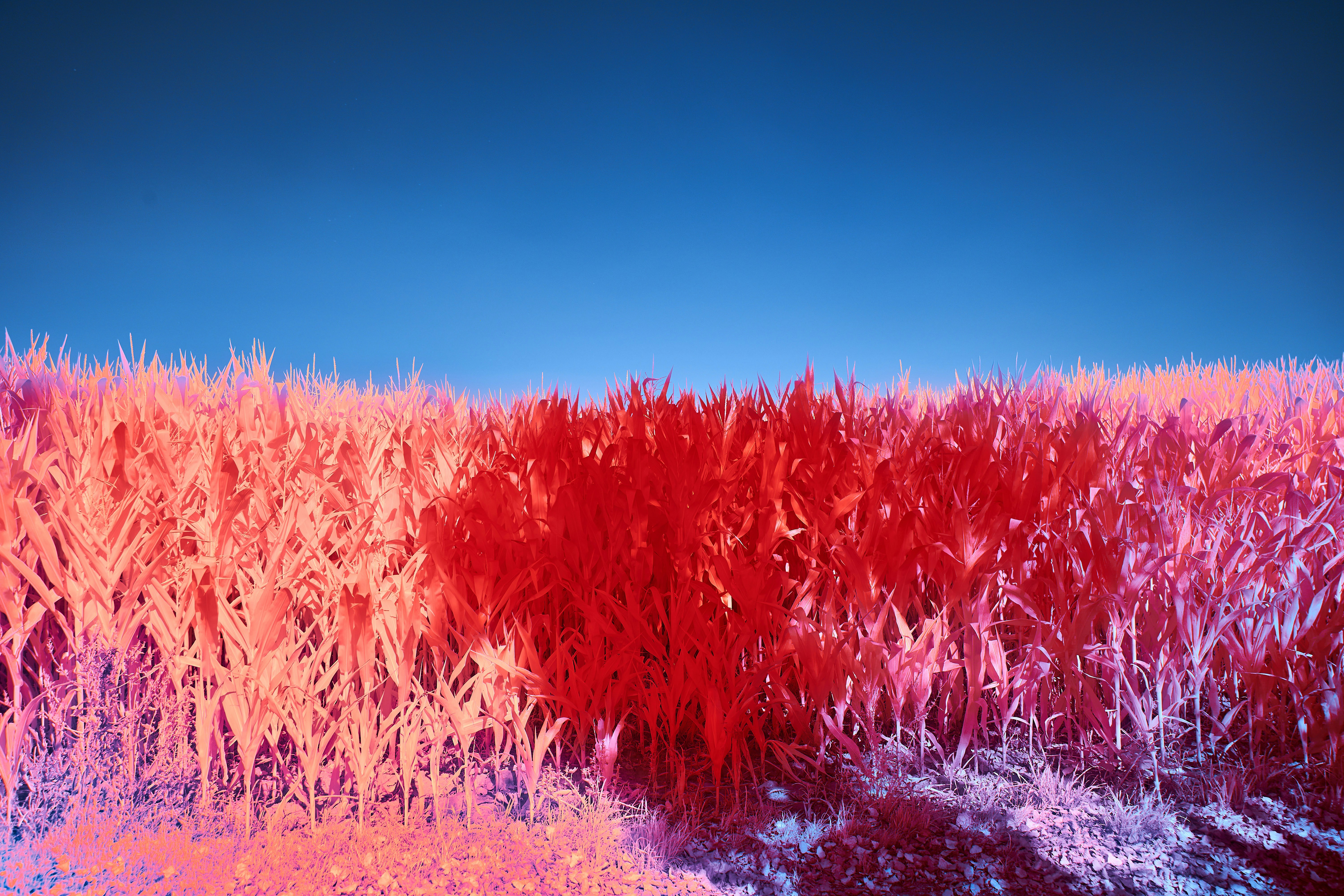 Un champ de fleurs roses photo – Image gratuite de Nature sur Unsplash