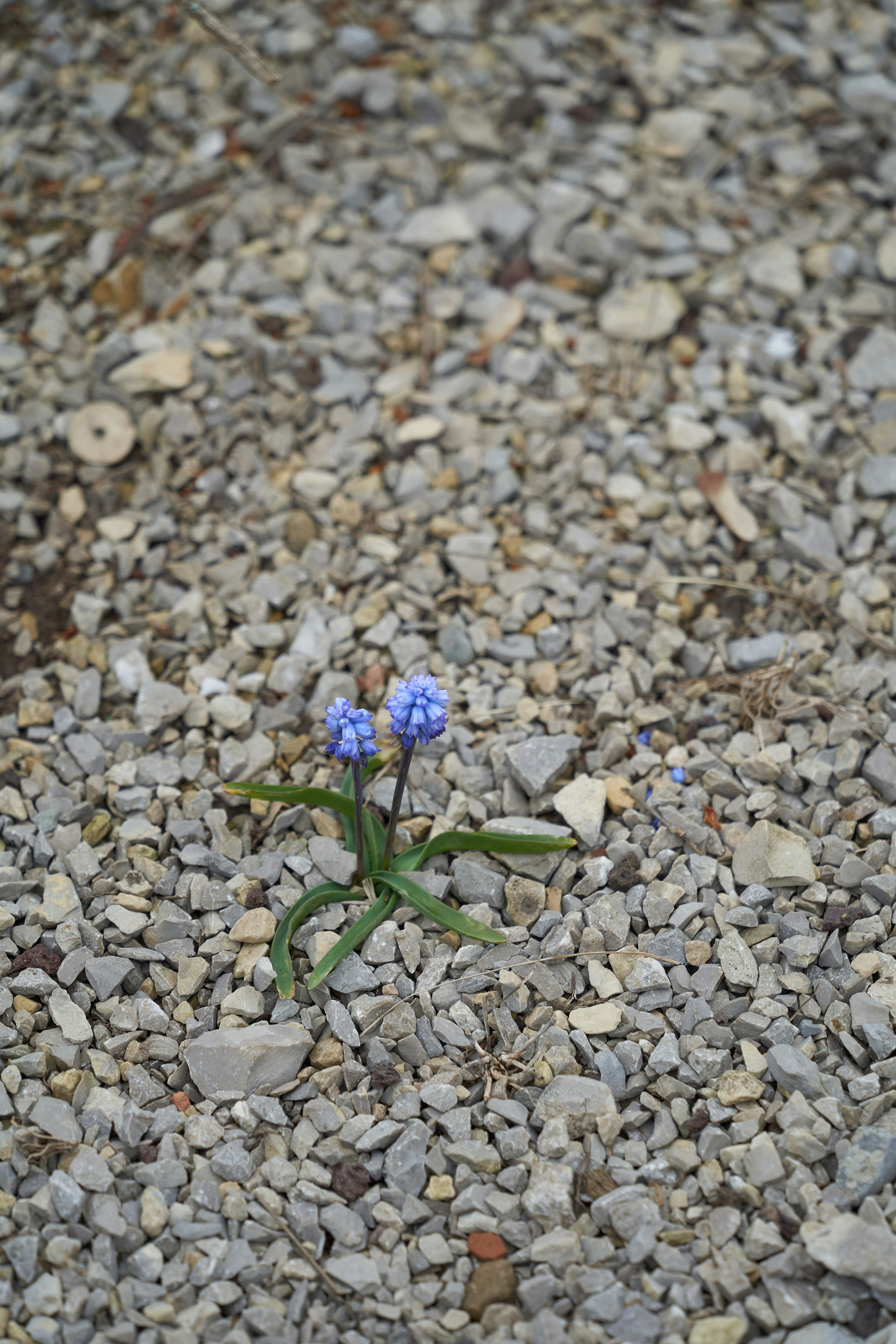 A small purple flower growing out of the ground photo – Free Gravel ...