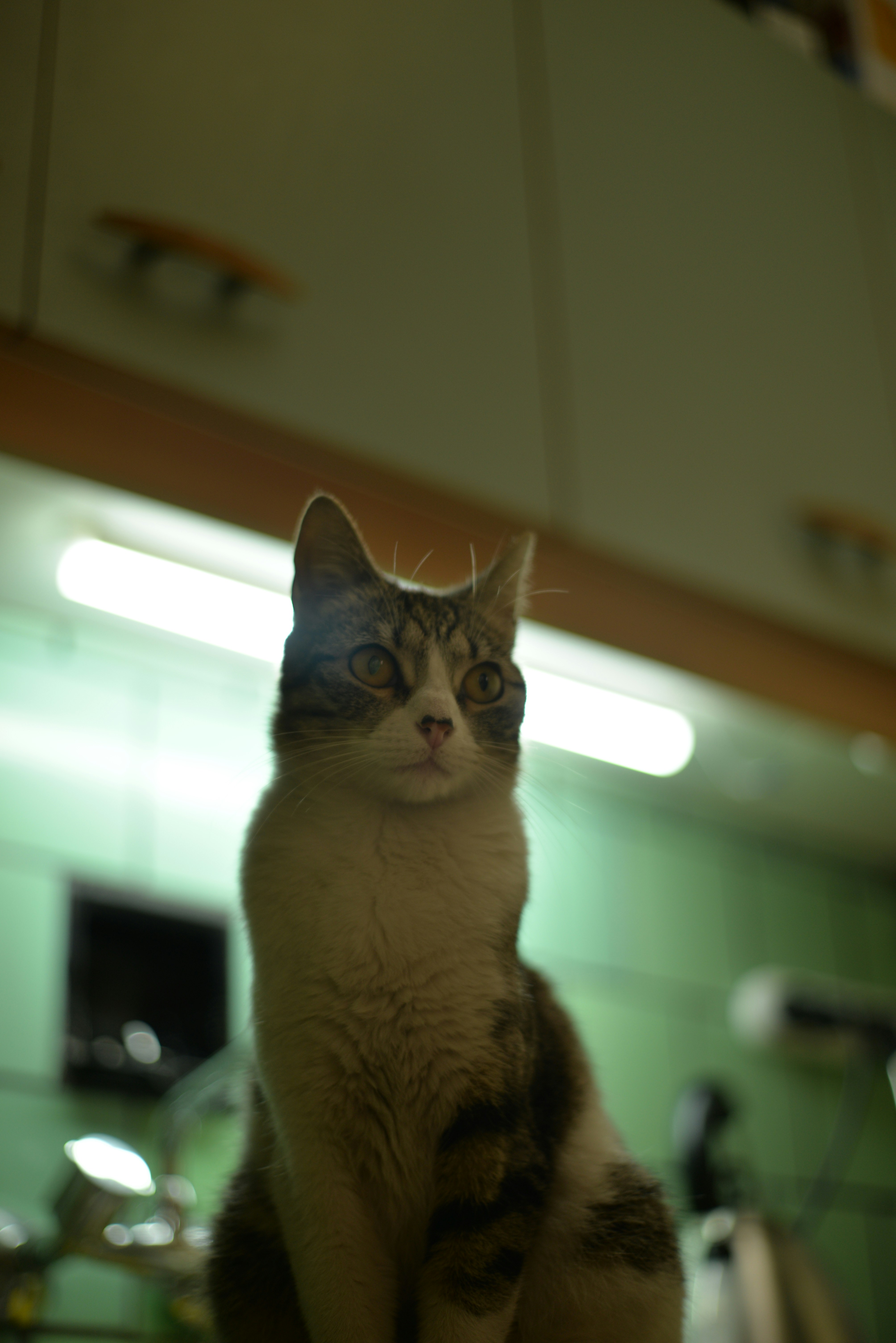 Emerald Glow: A Curious Cat in a Quiet Kitchen