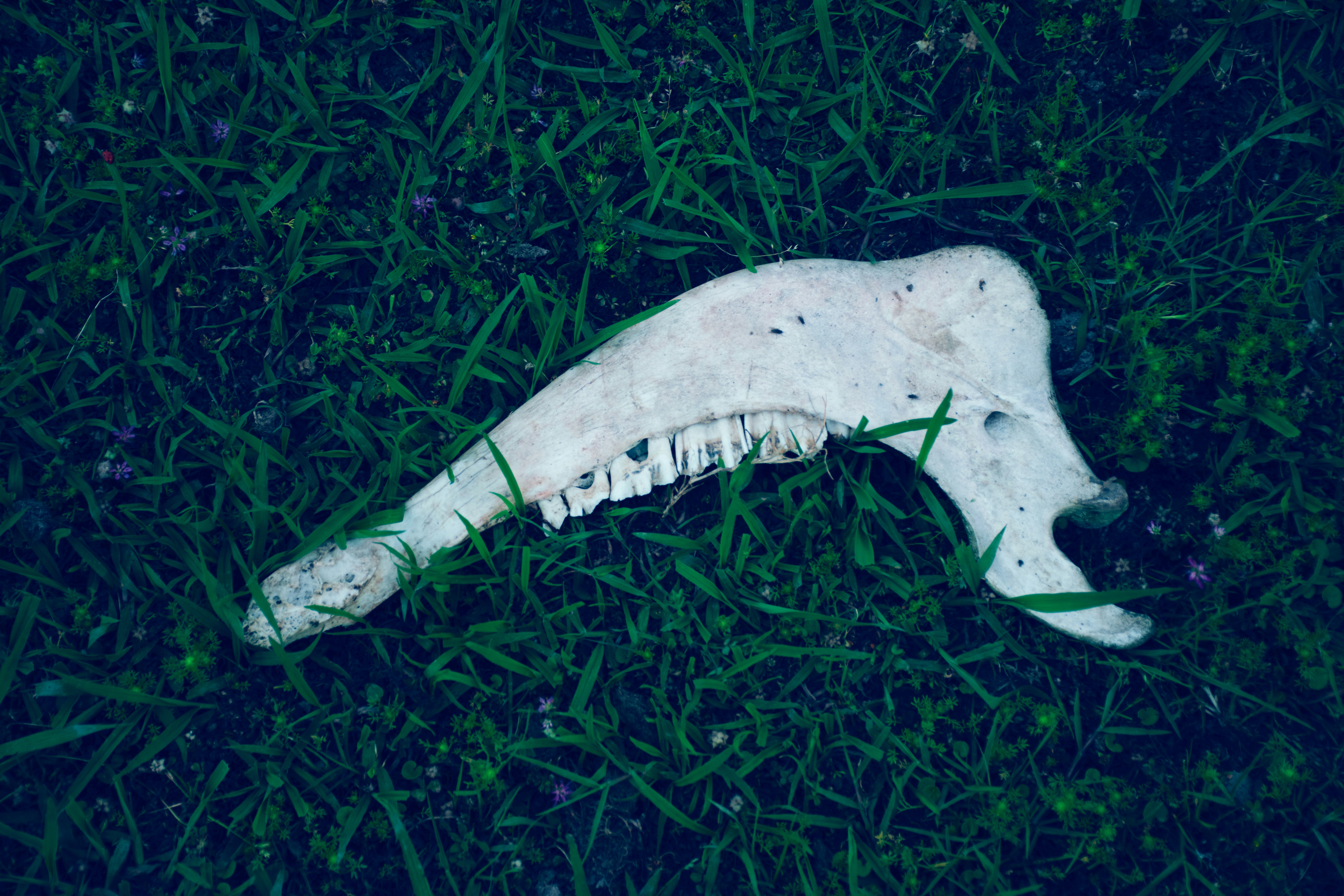 Animal Bones Pictures | Download Free Images on Unsplash