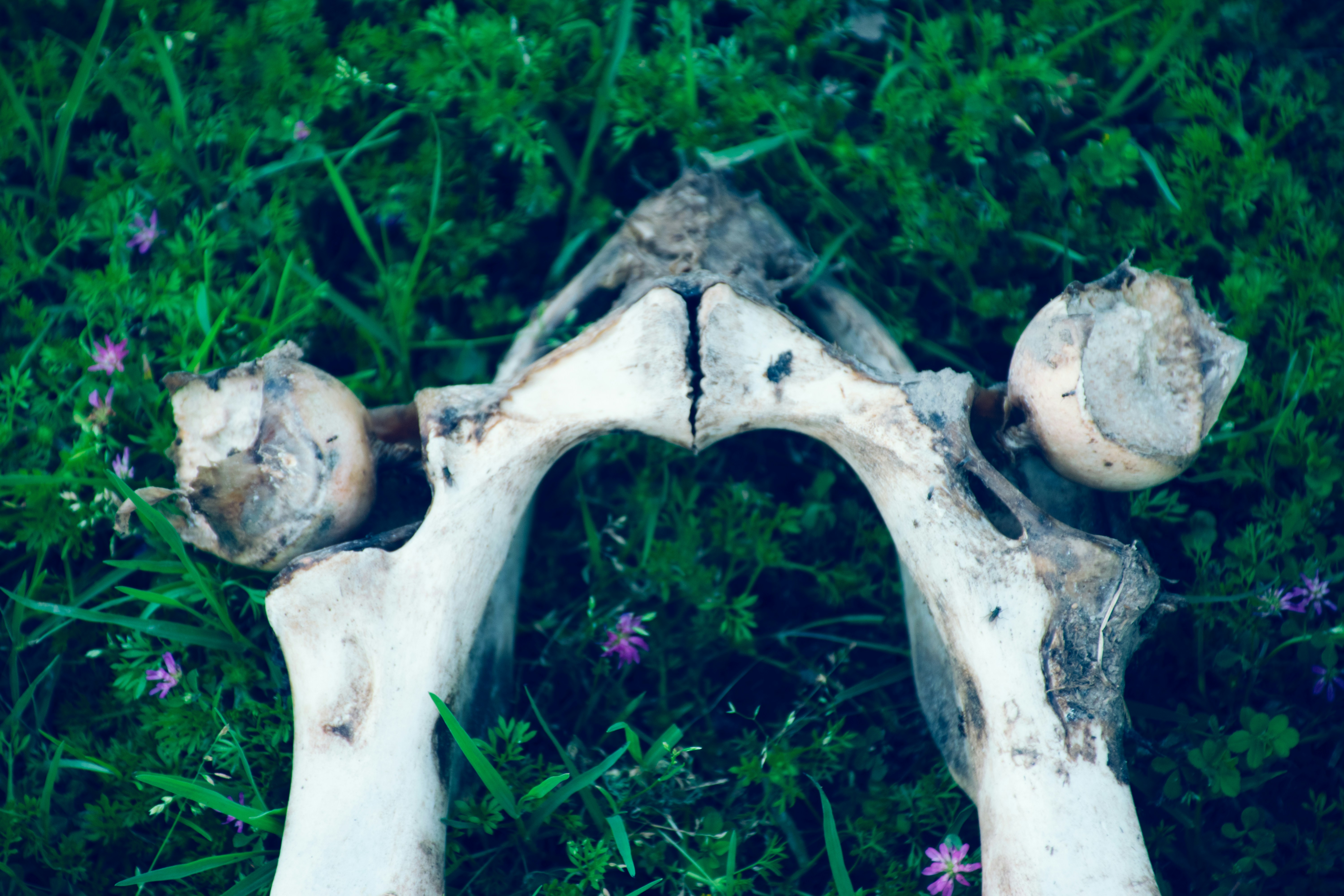 Animal Bones Pictures | Download Free Images on Unsplash