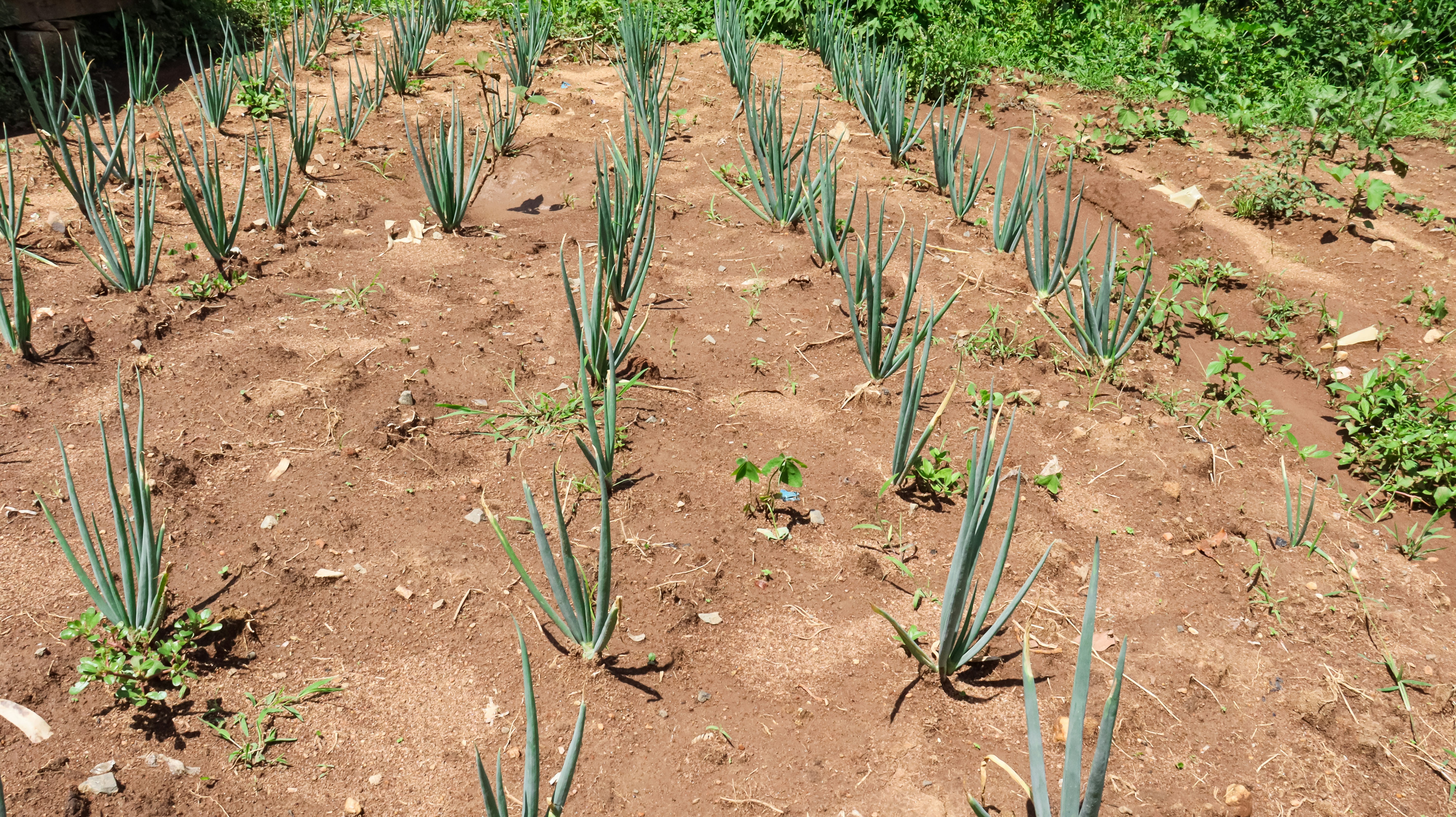 A field of plants photo – Free Image on Unsplash
