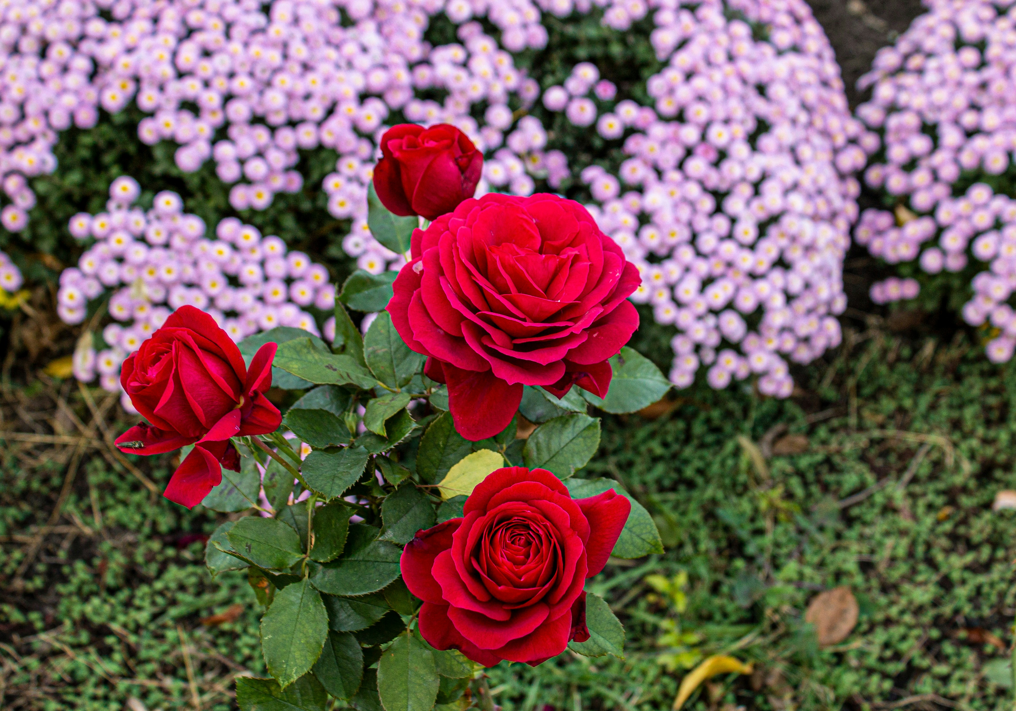 A group of red roses photo – Free Flower Image on Unsplash