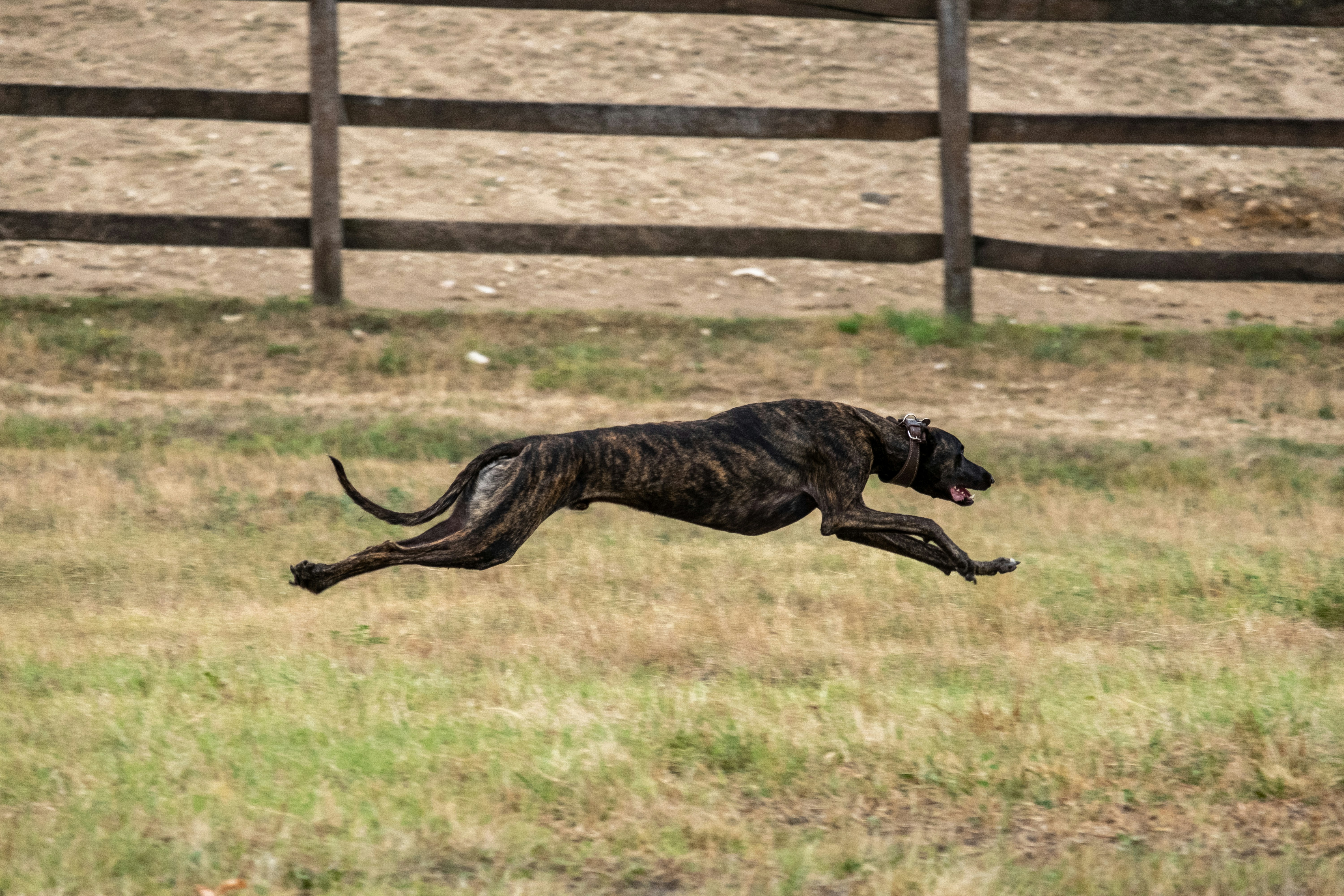 A greyhound is running in pursuit of a mechanical hare (rabbit)