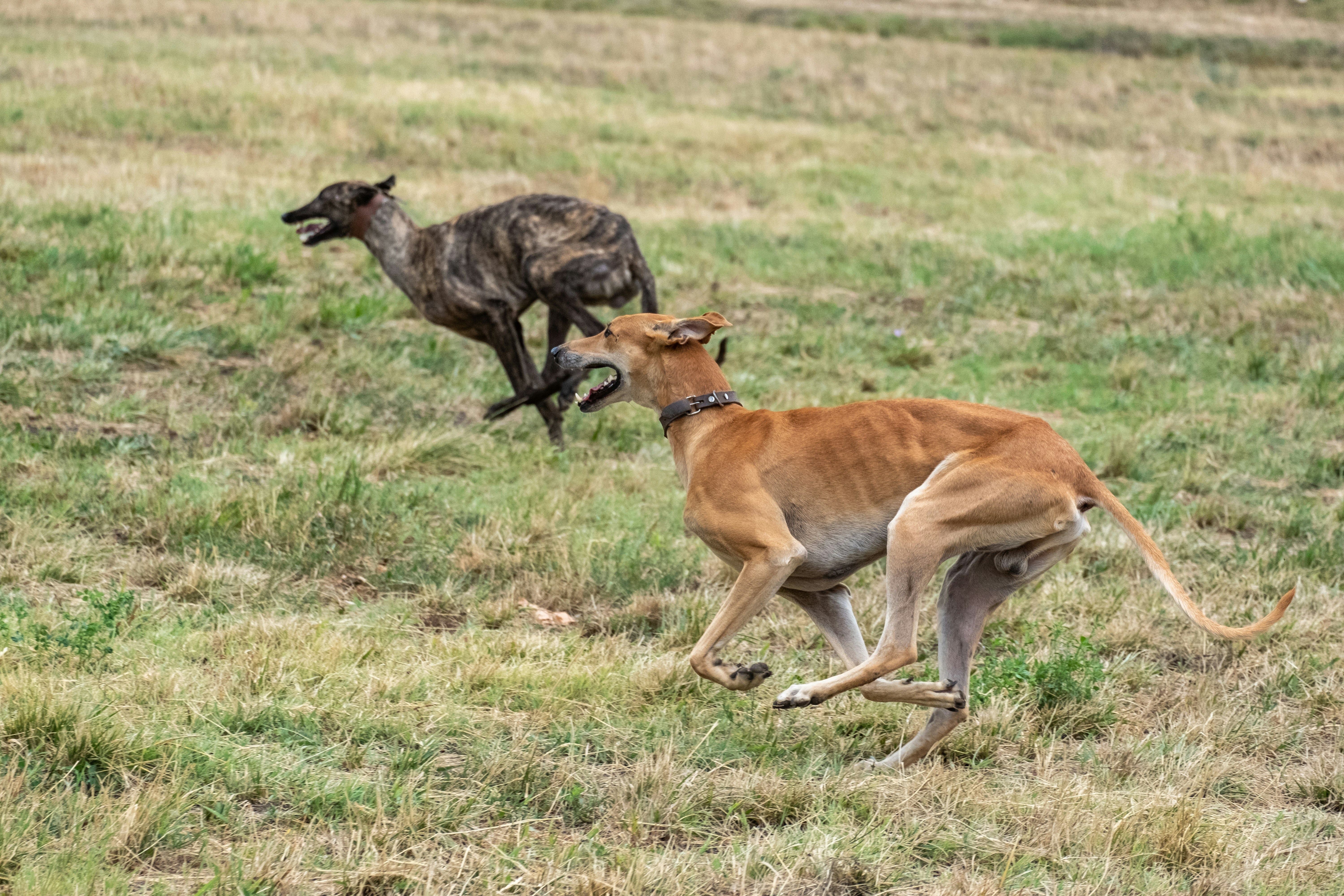 A dog chasing a dog photo – Free Image on Unsplash
