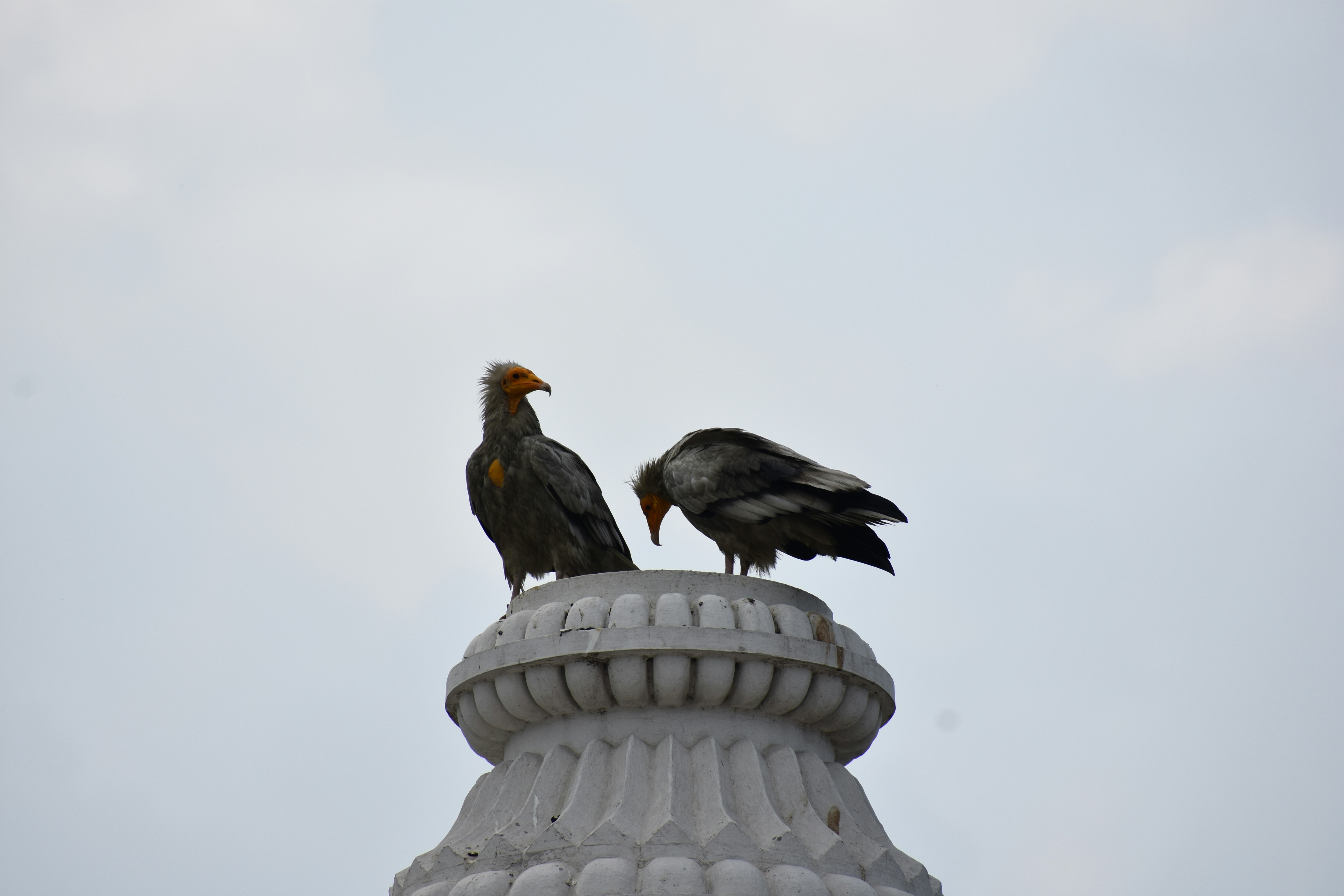 Two birds on a dome photo – Free Vulture Image on Unsplash