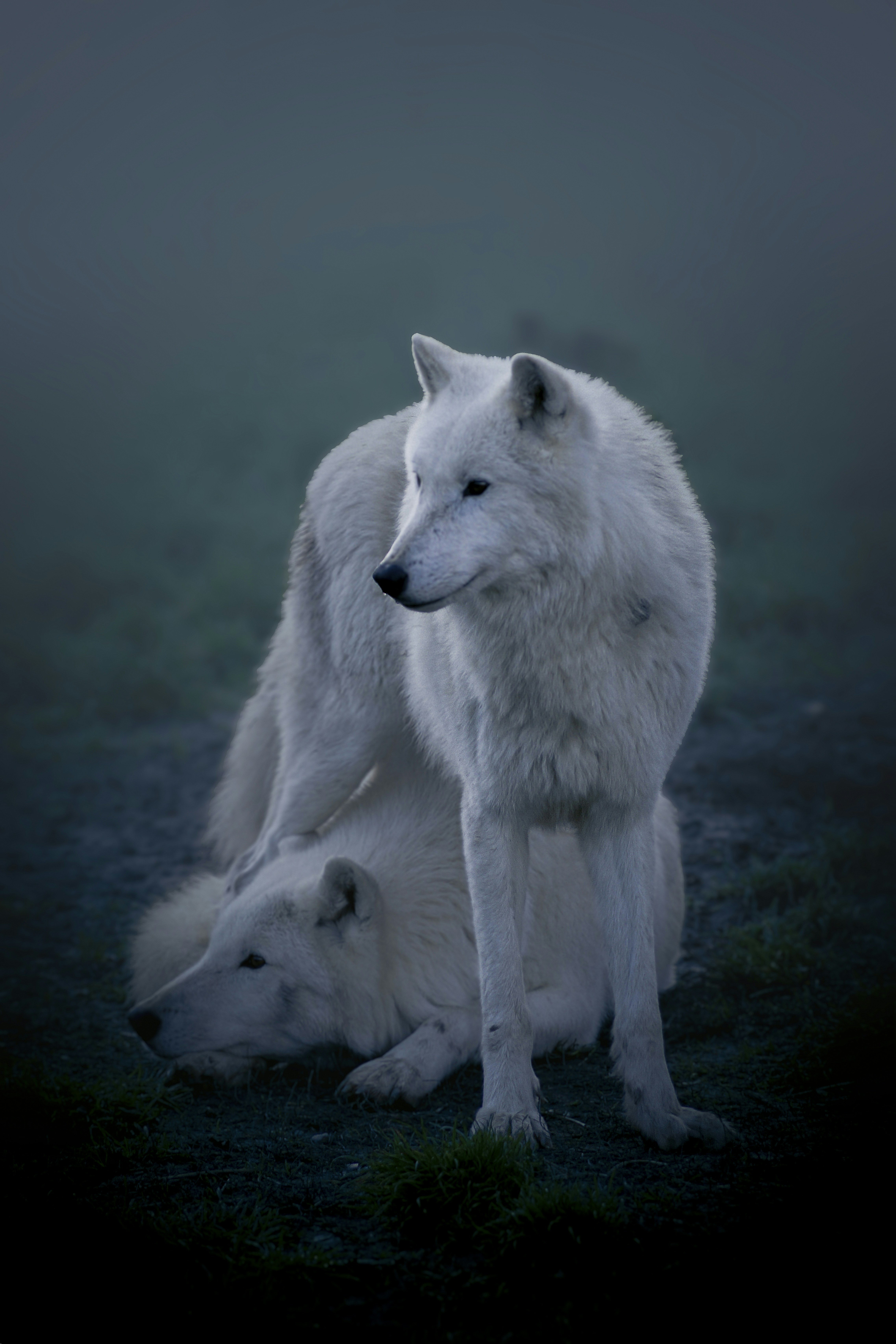 2 Arctic wolves in the forest together in fog and cold.