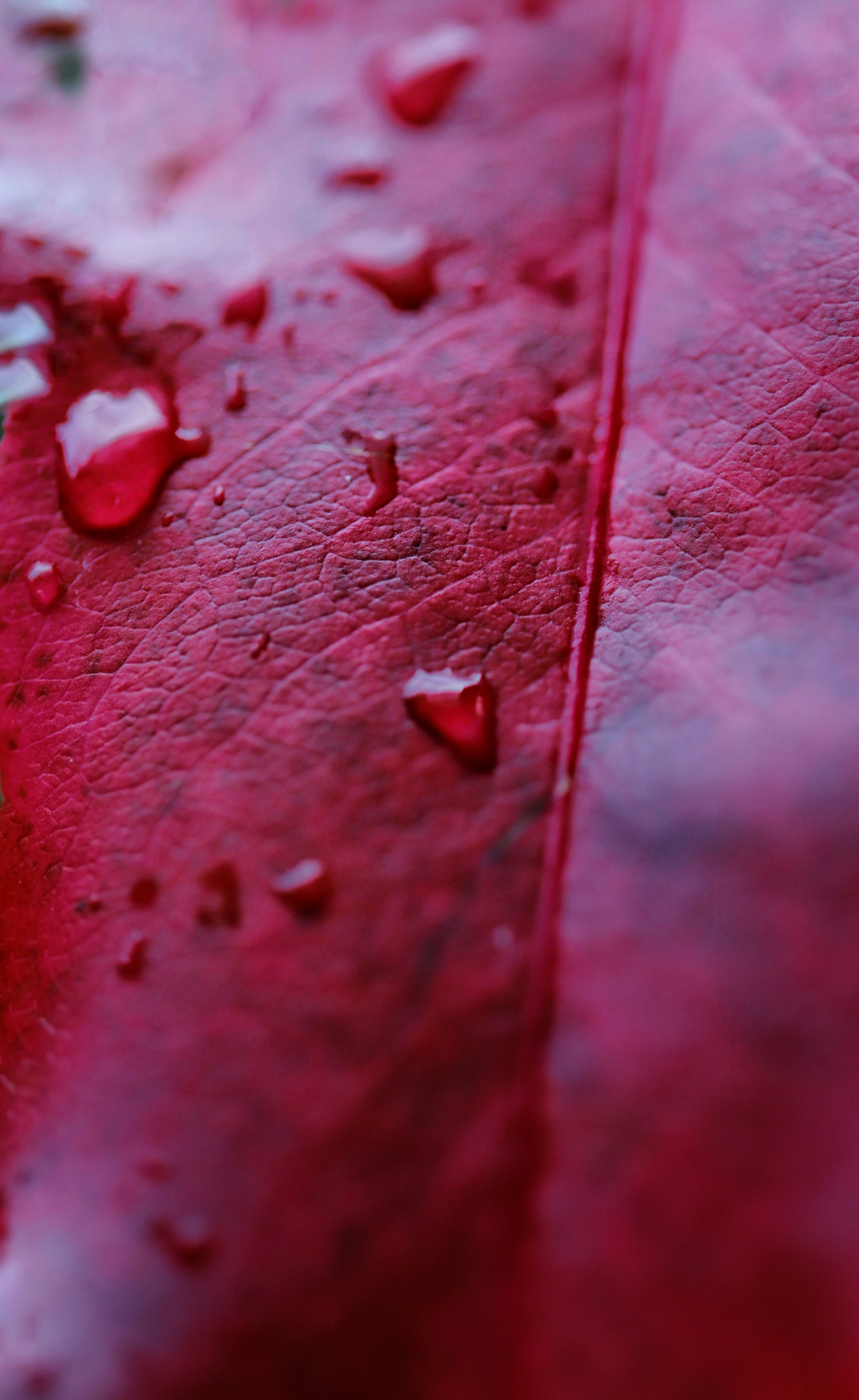 A red surface with a few red objects on it photo – Free Schau- und ...