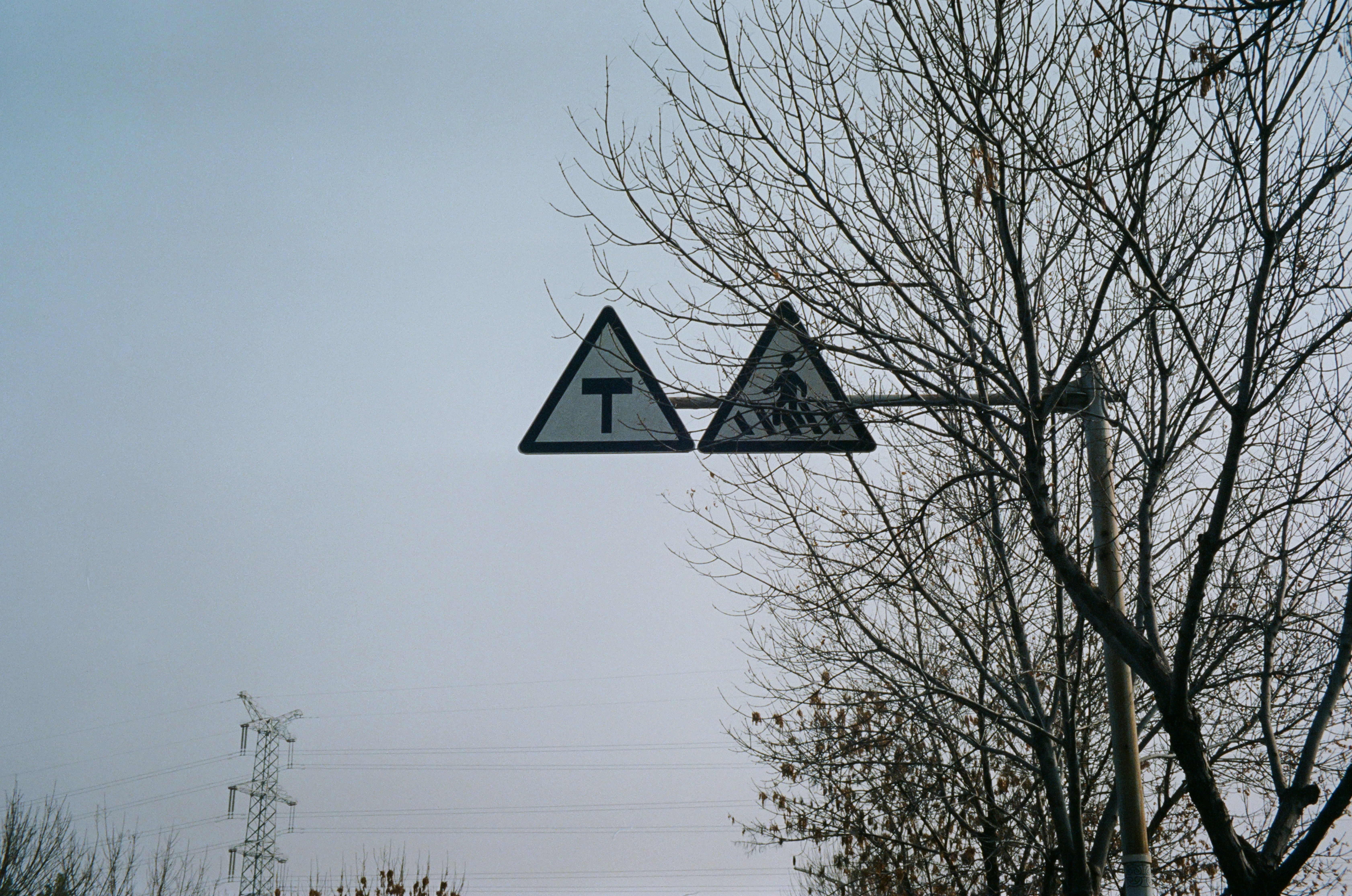 Twin Warning Signs Under a Sparse Winter Canopy
